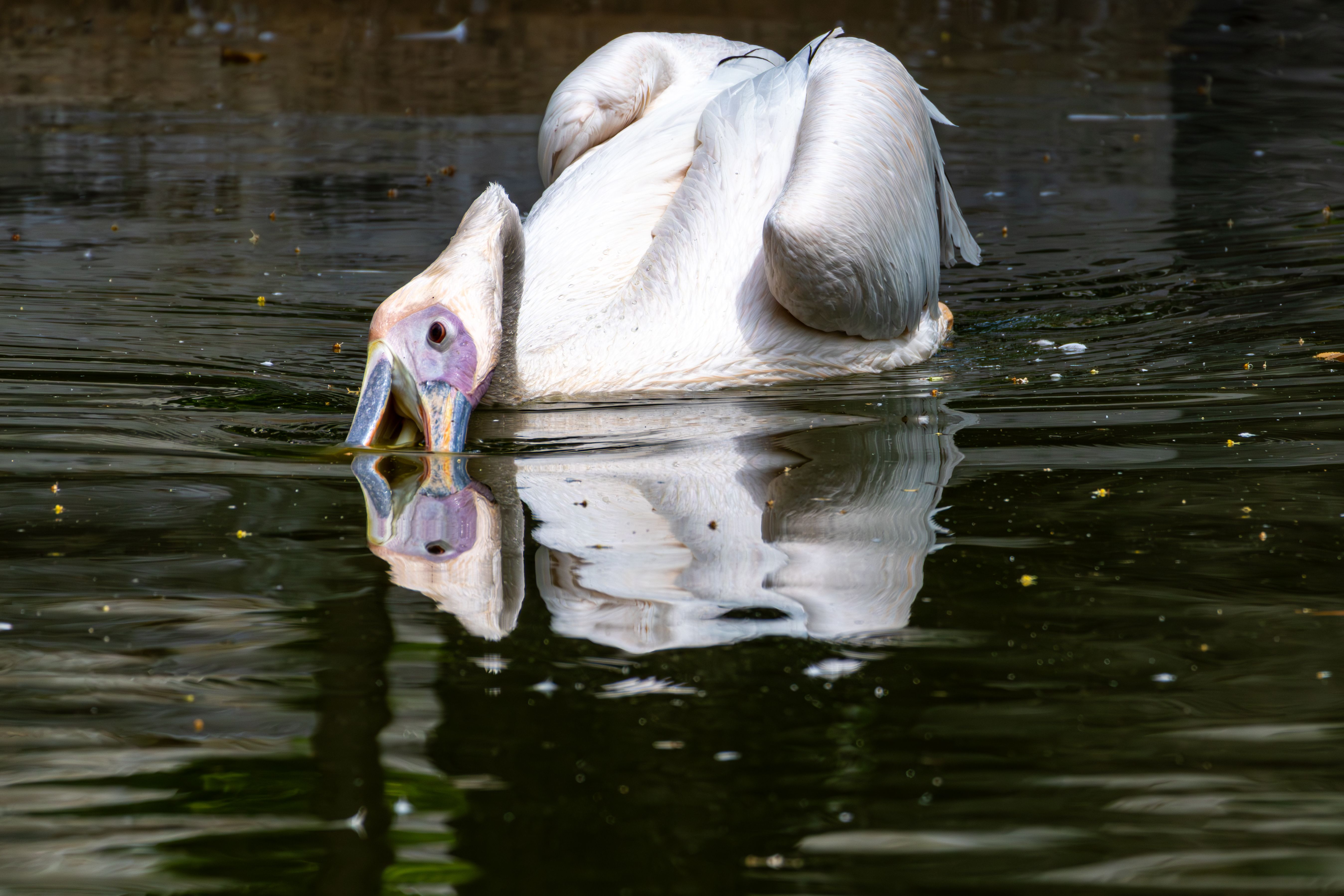 Pelican Drinking Water in Natural Habitat · Free Stock Photo
