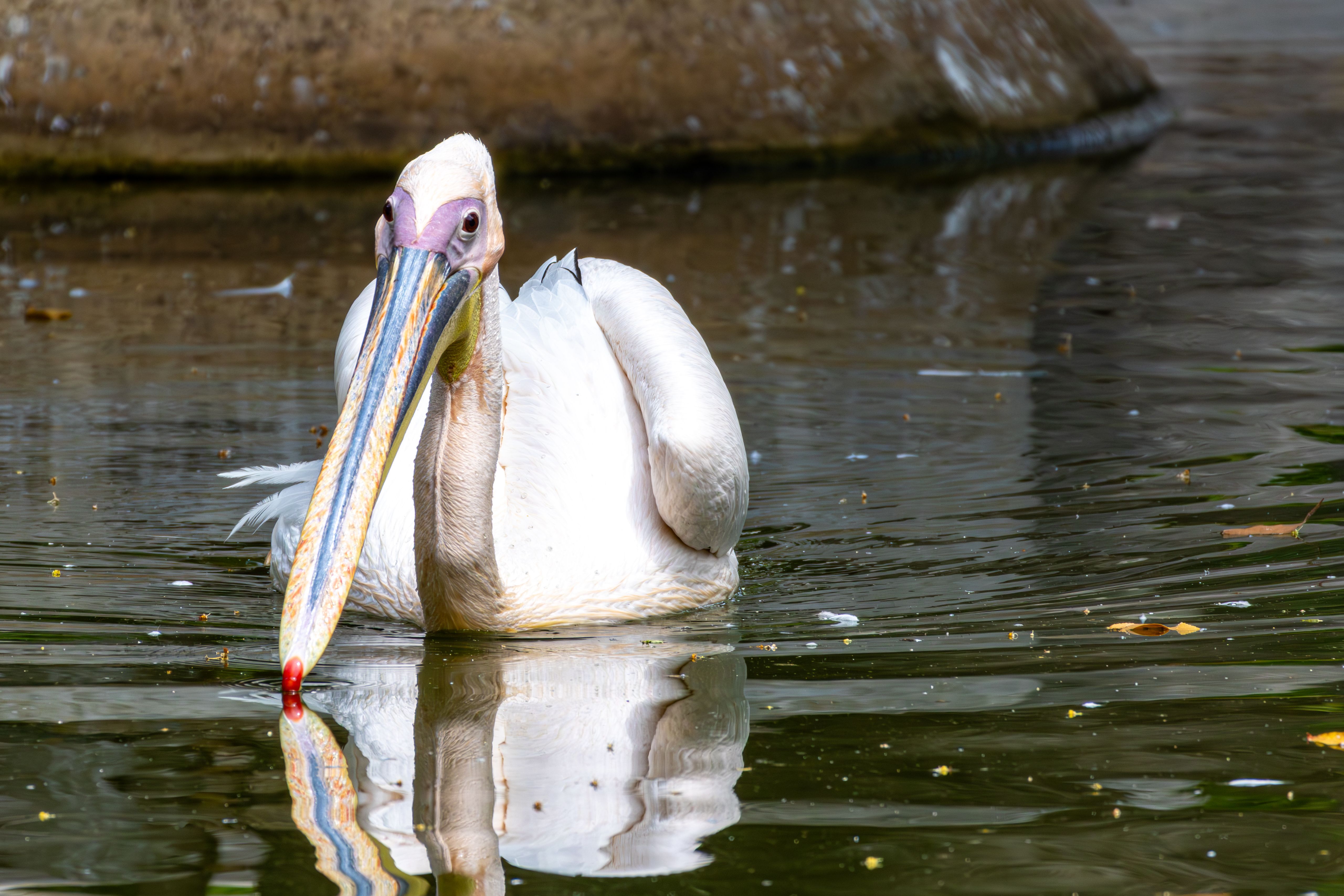 Flappy Bird Photos, Download The BEST Free Flappy Bird Stock Photos ...
