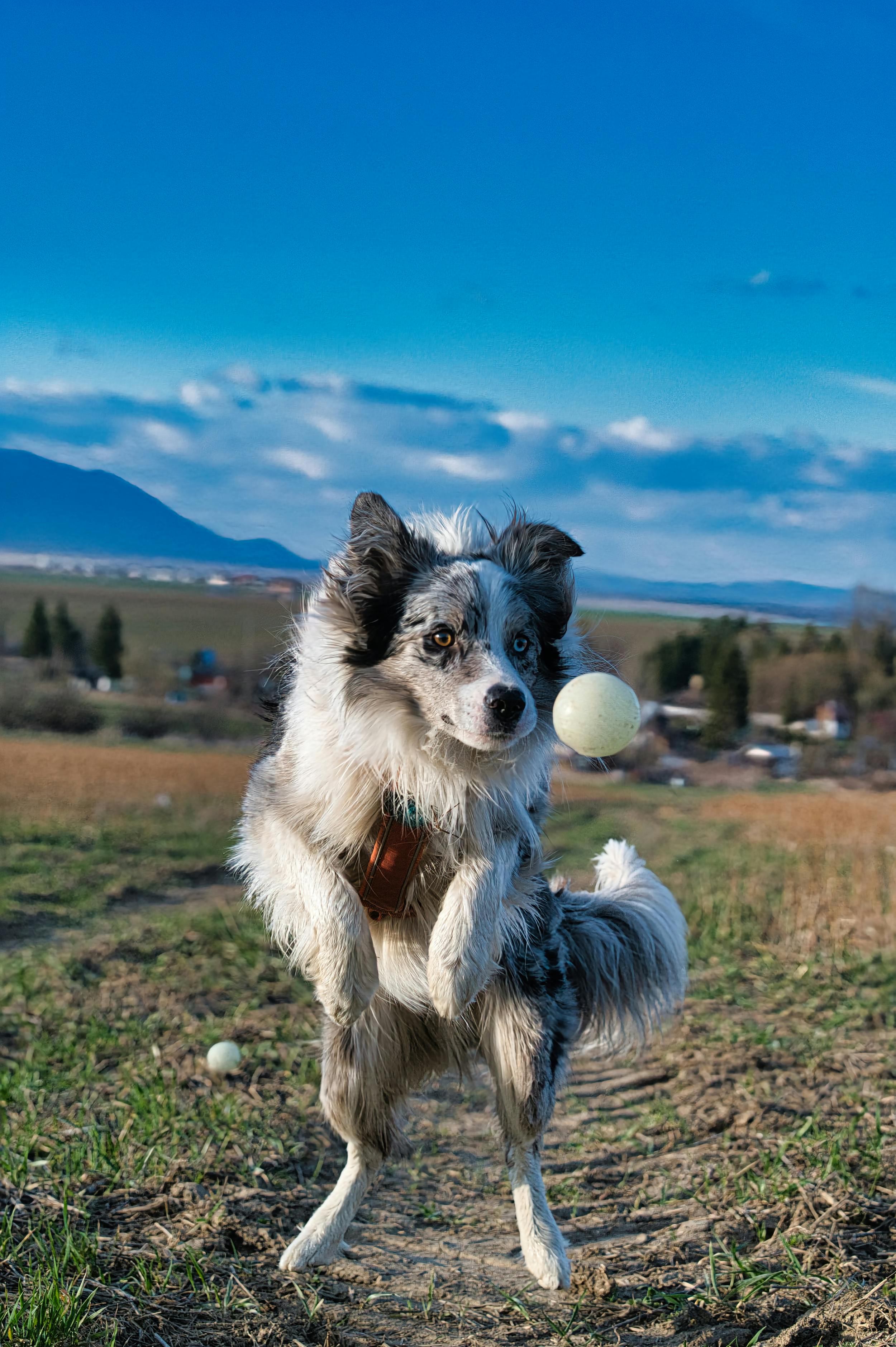 Dogs Catching Frisbees Photos, Download The BEST Free Dogs Catching ...