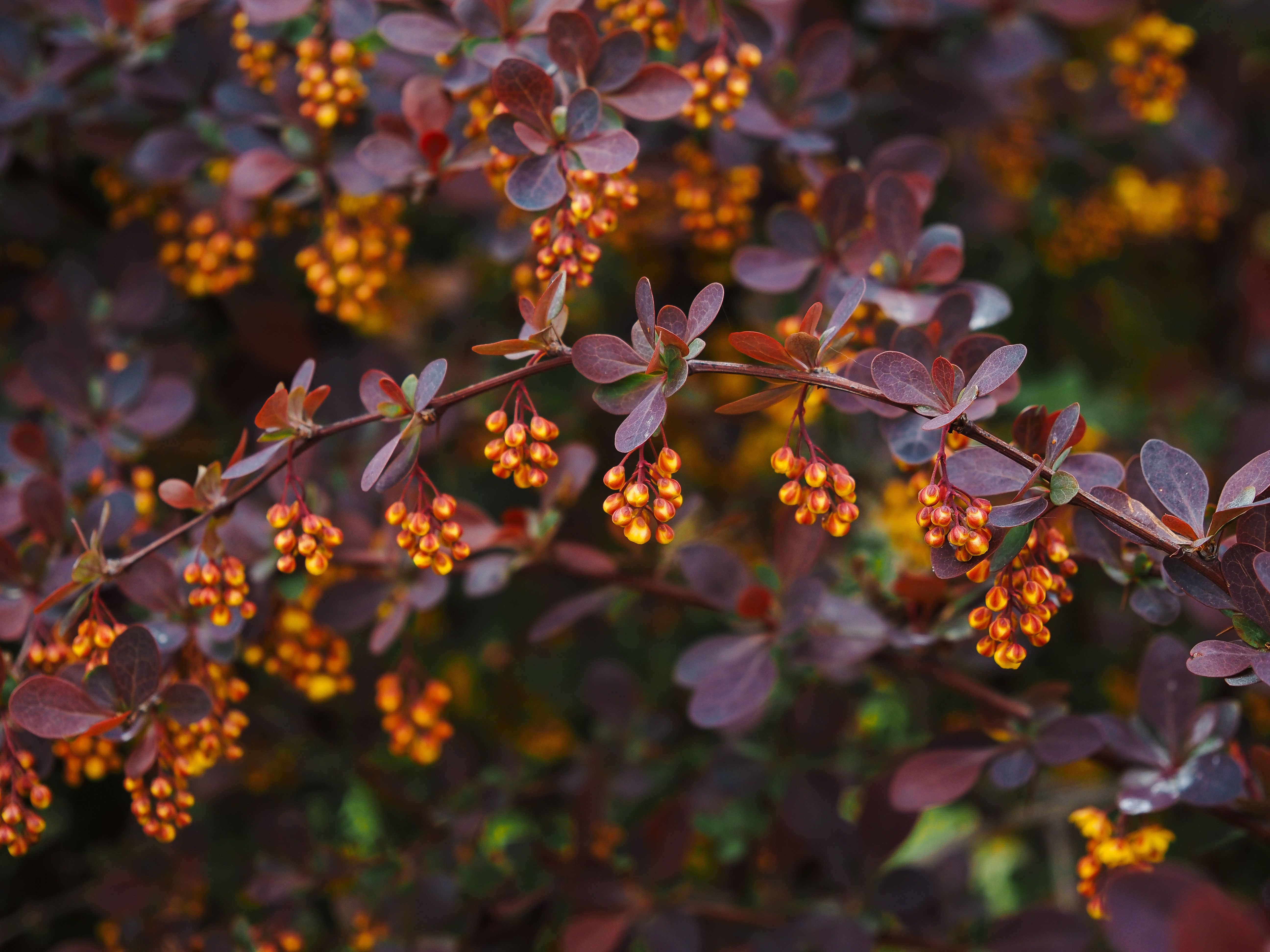 Shrub Photos, Download The BEST Free Shrub Stock Photos & HD Images