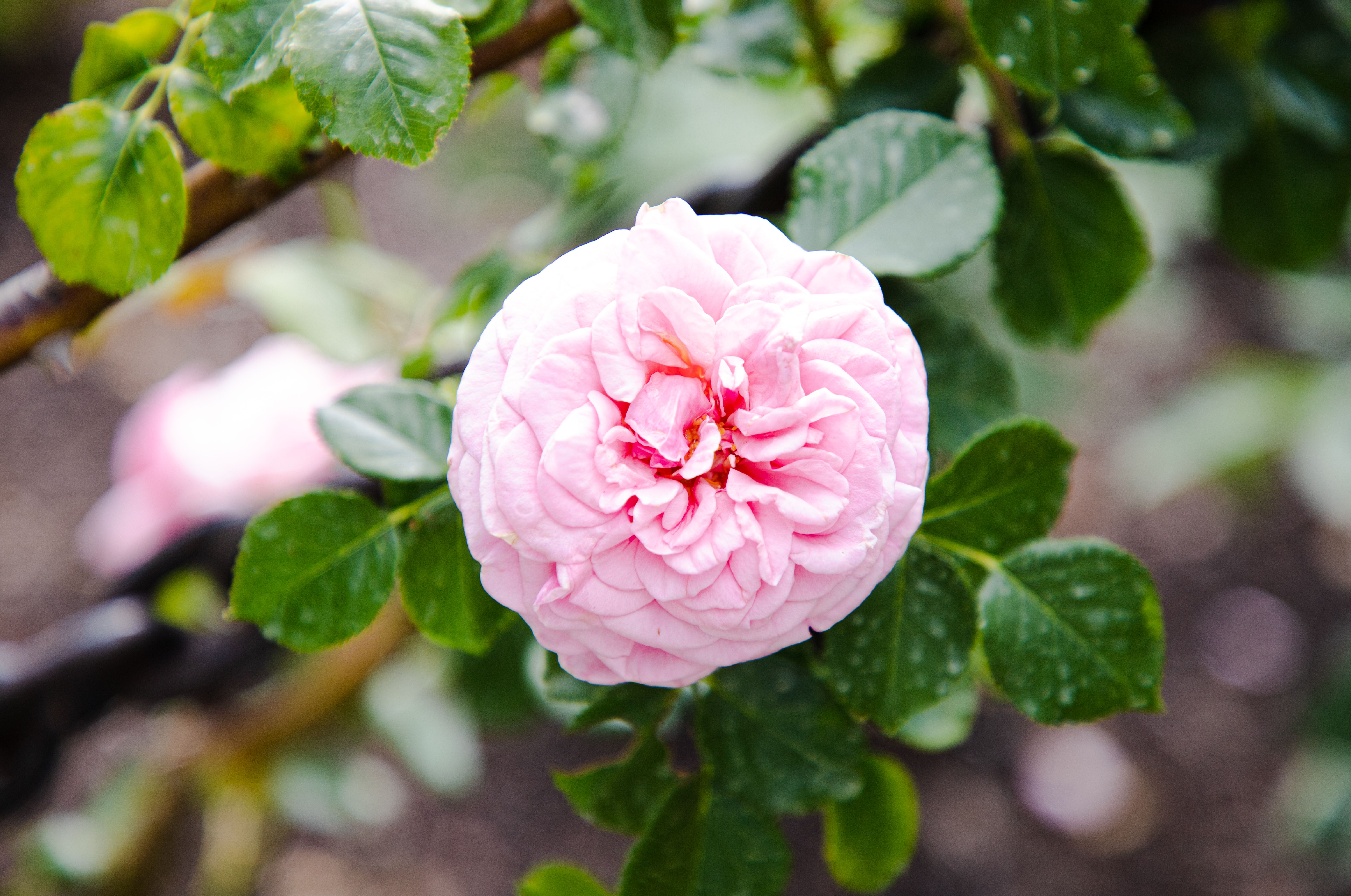 Close-Up of a Pink Rose in Kansas City Garden · Free Stock Photo