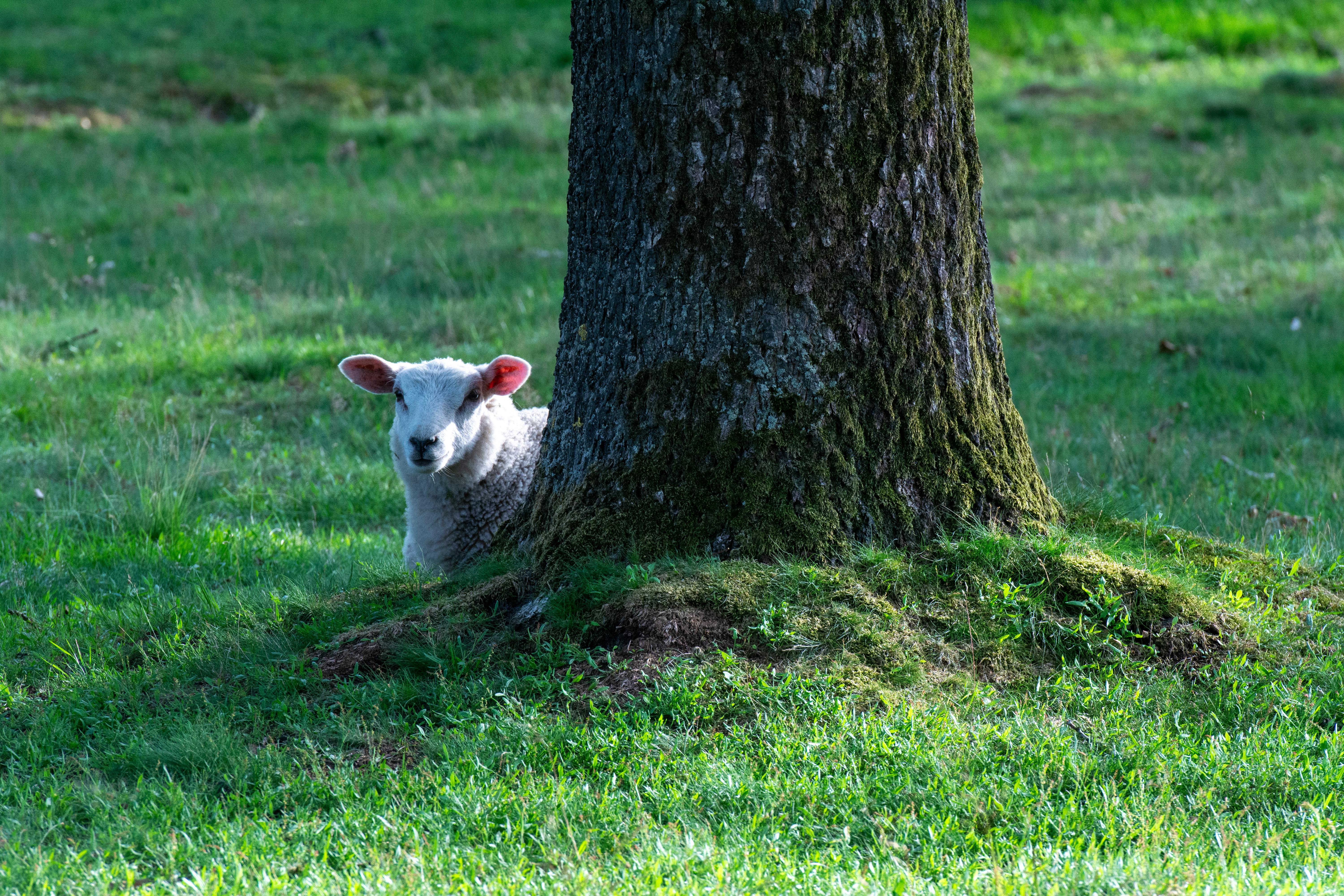 Mutton Madfoon Photos, Download The BEST Free Mutton Madfoon Stock ...