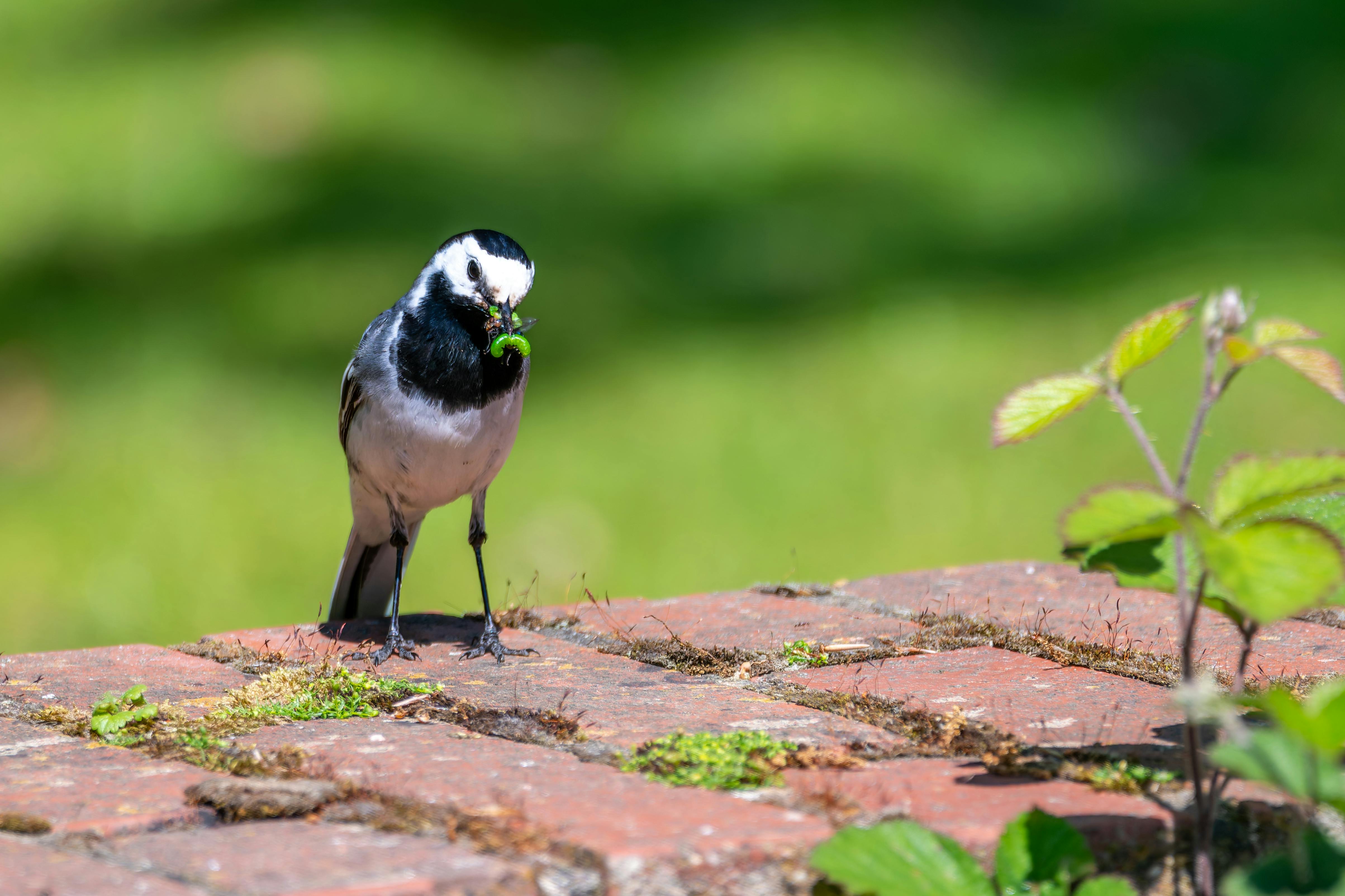 Food Chain Photos, Download The BEST Free Food Chain Stock Photos & HD ...