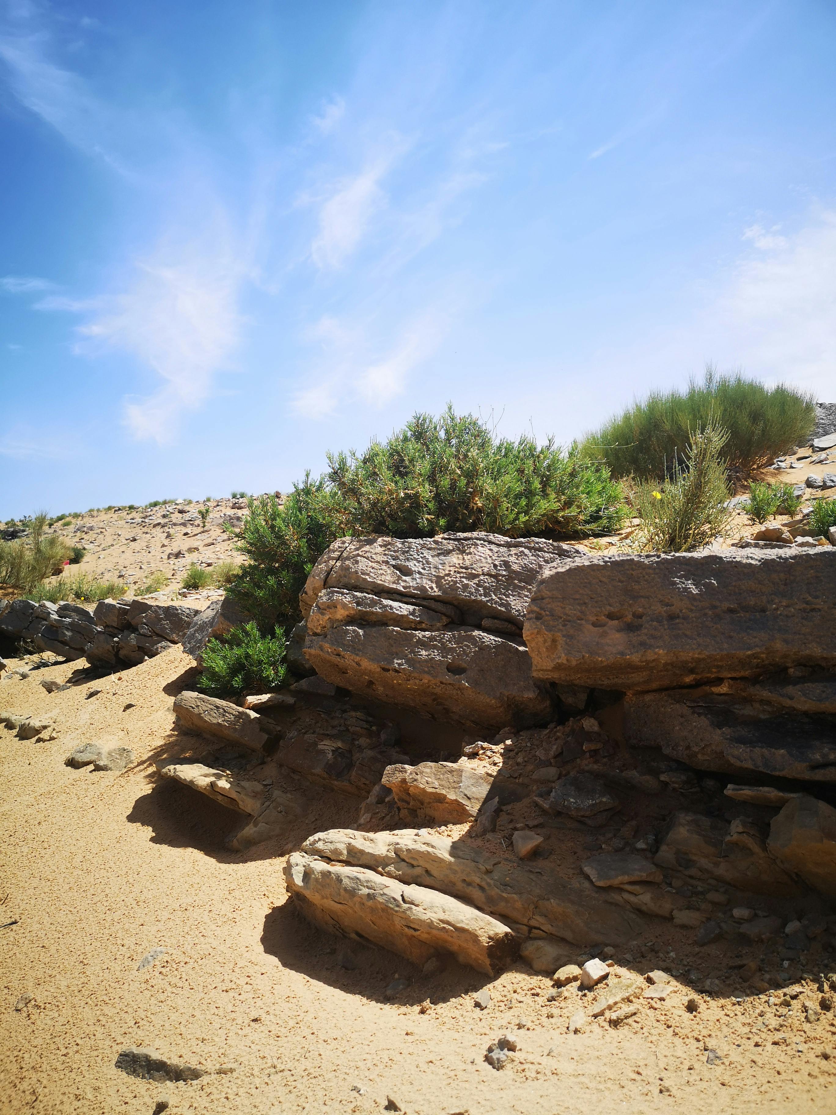 Heat Saviour Plants Photos, Download The BEST Free Heat Saviour Plants ...