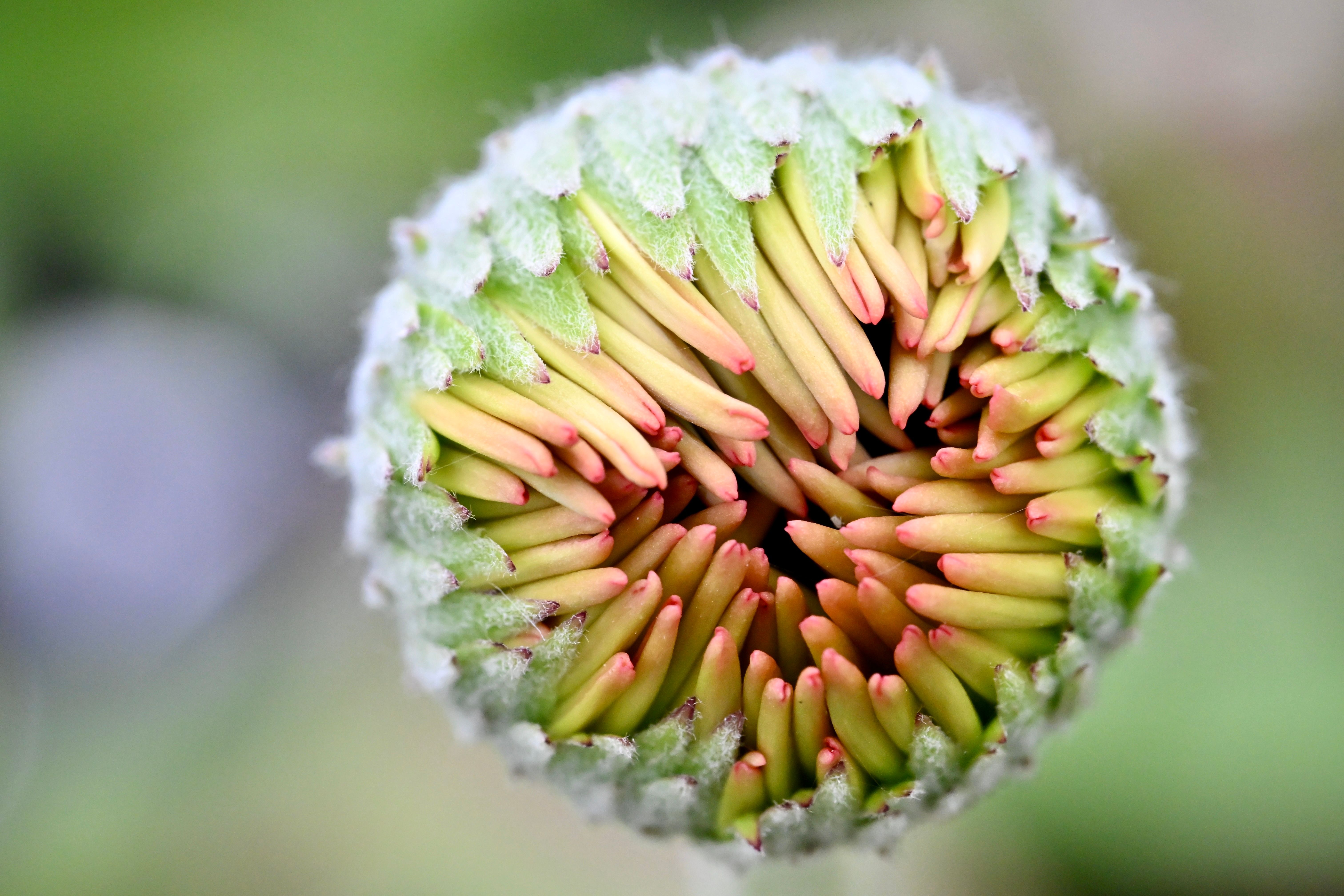 Close-Up of Budding Flower with Soft Focus · Free Stock Photo