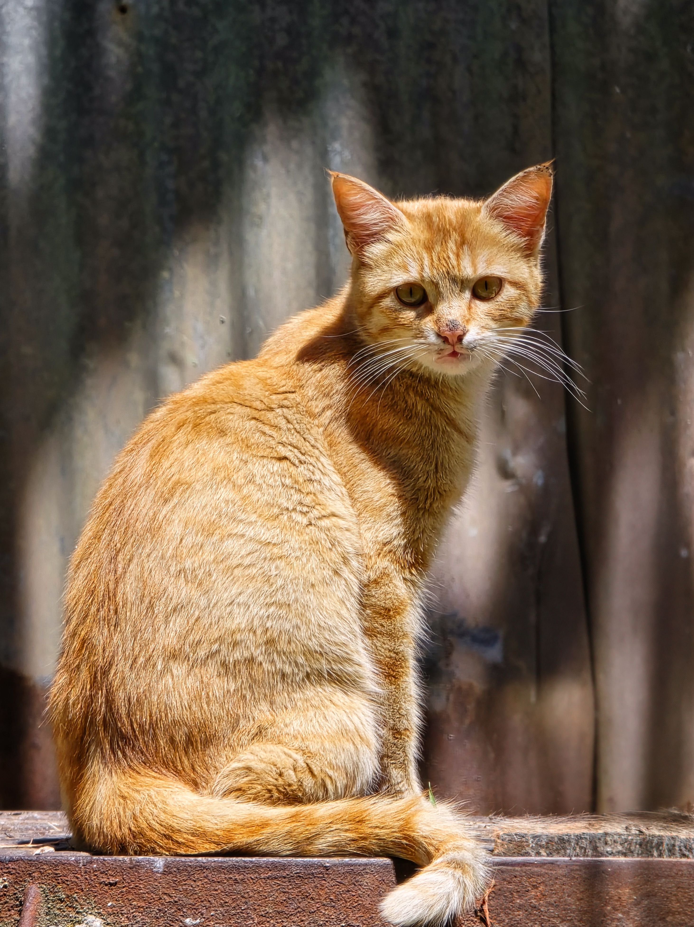 Serene Ginger Cat Outdoors in Sunlight · Free Stock Photo