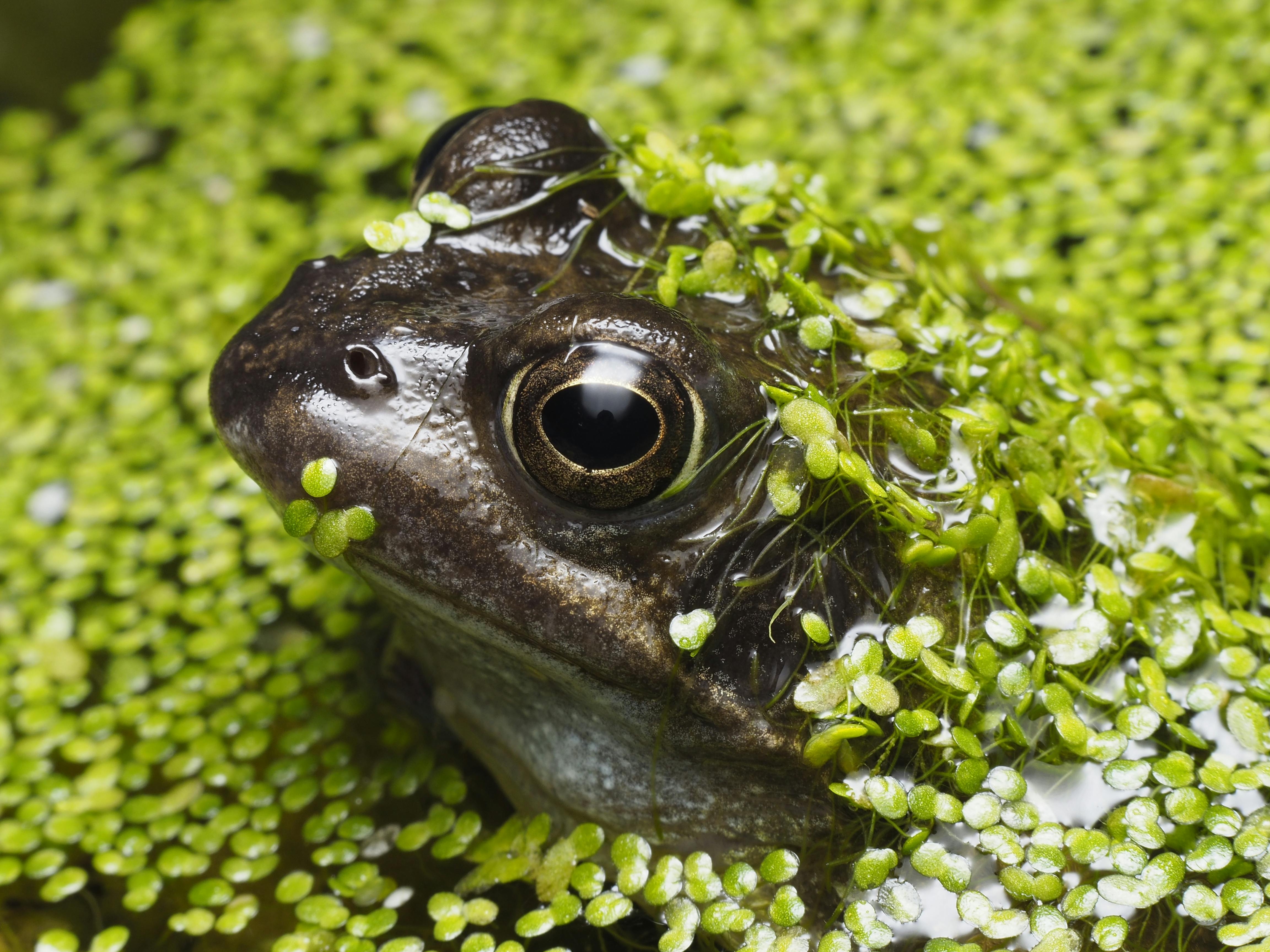 Funny Frog Photos, Download The BEST Free Funny Frog Stock Photos & HD ...