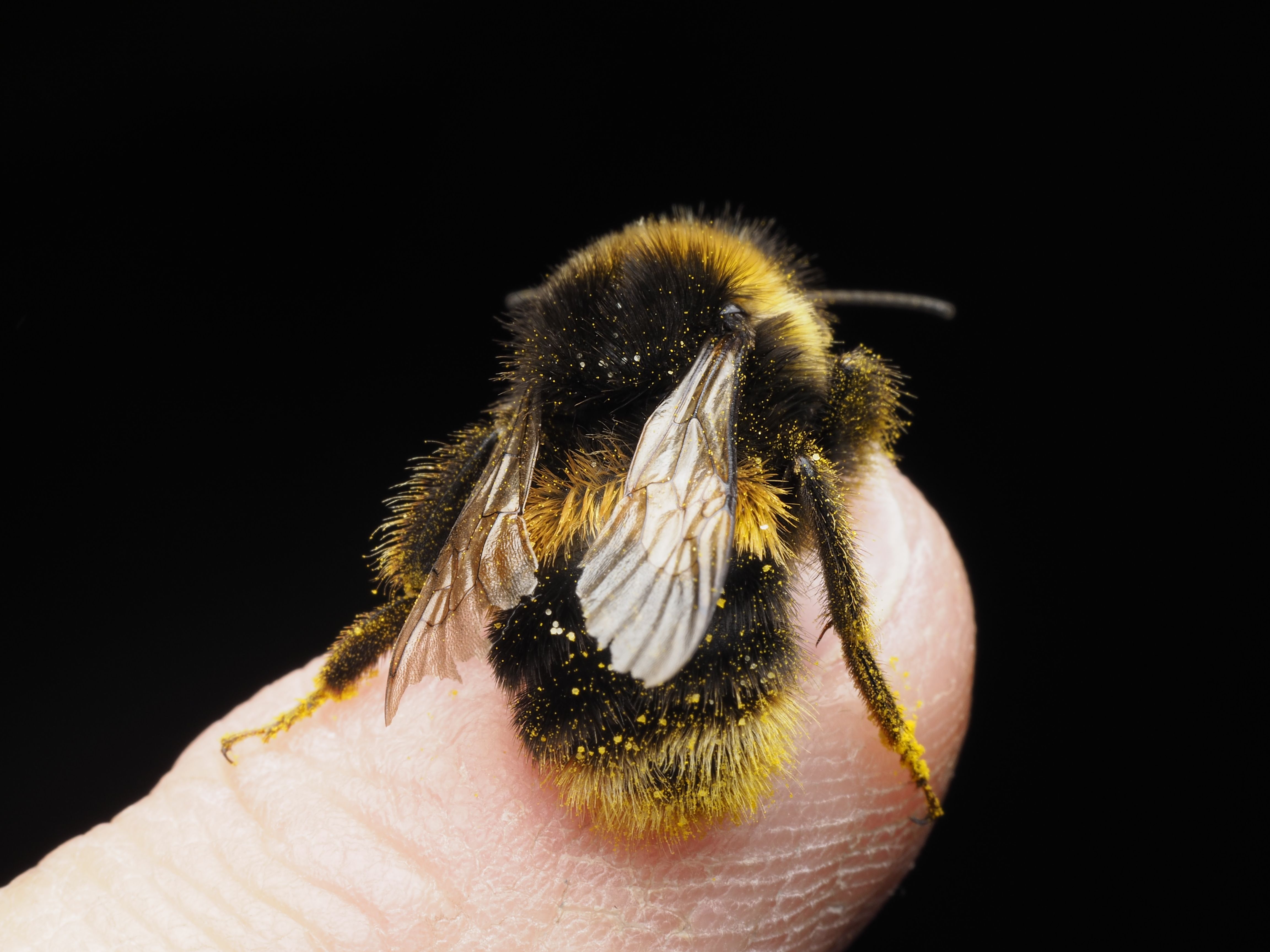 Transformer Bumblebee Photos, Download The BEST Free Transformer ...