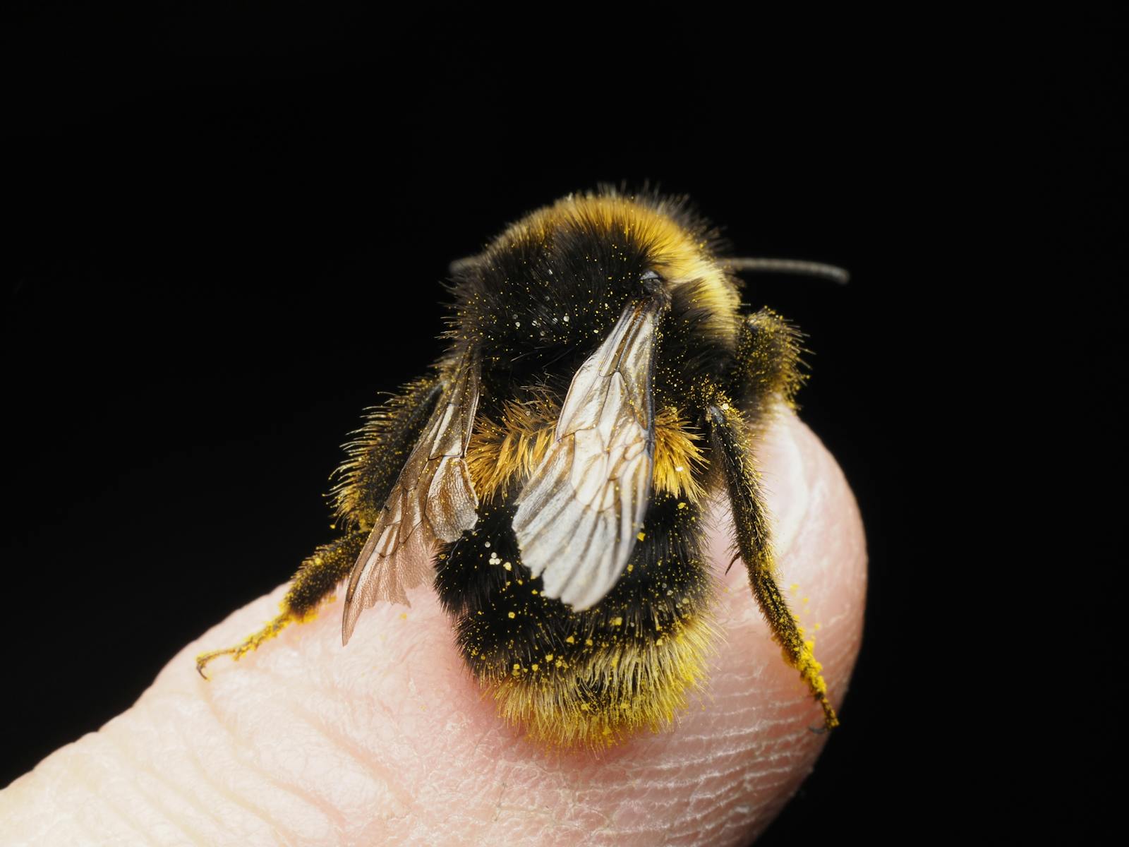 Bumble Bee Photos, Download The BEST Free Bumble Bee Stock Photos & HD ...