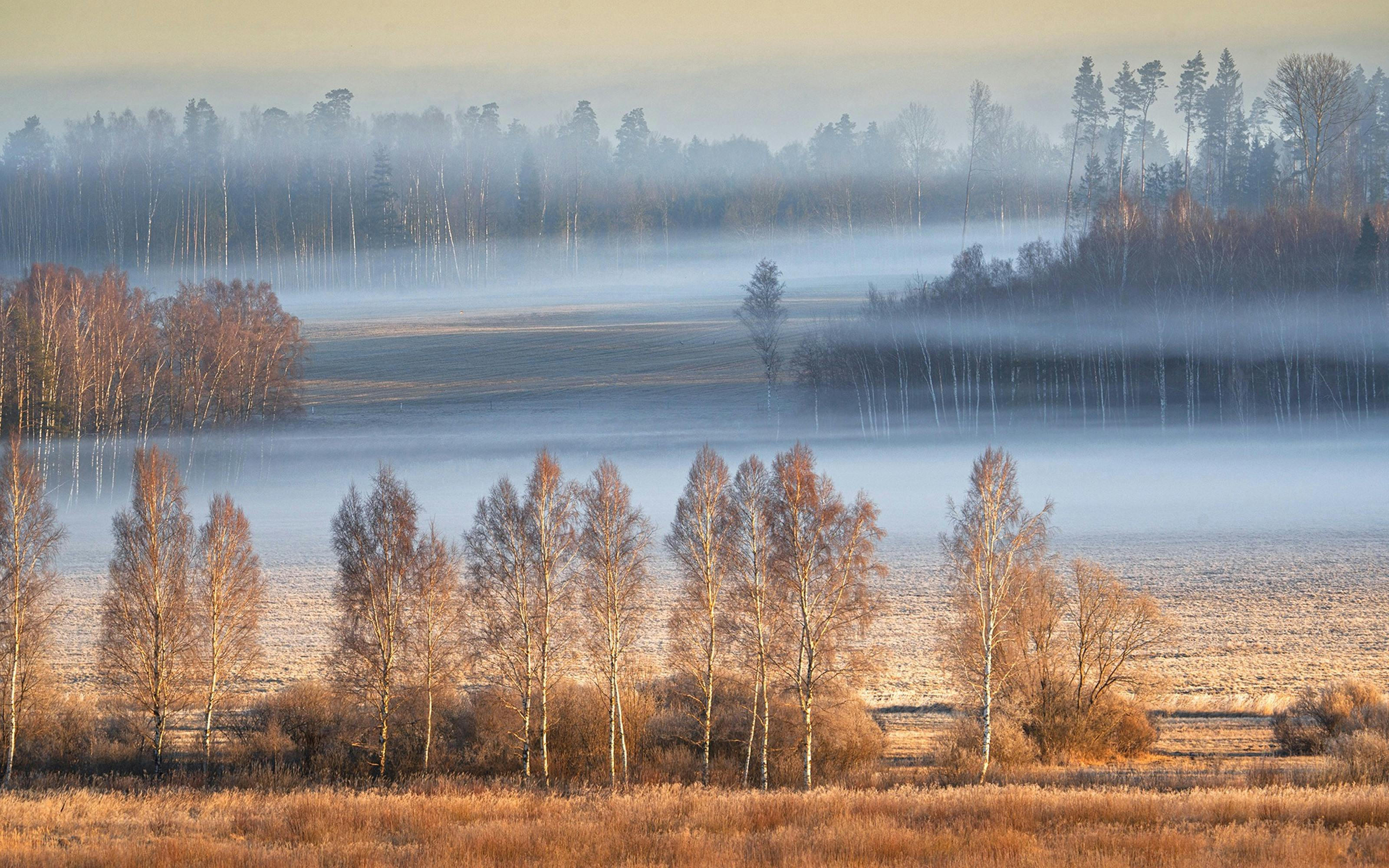 Tree Line Photos, Download The BEST Free Tree Line Stock Photos & HD Images