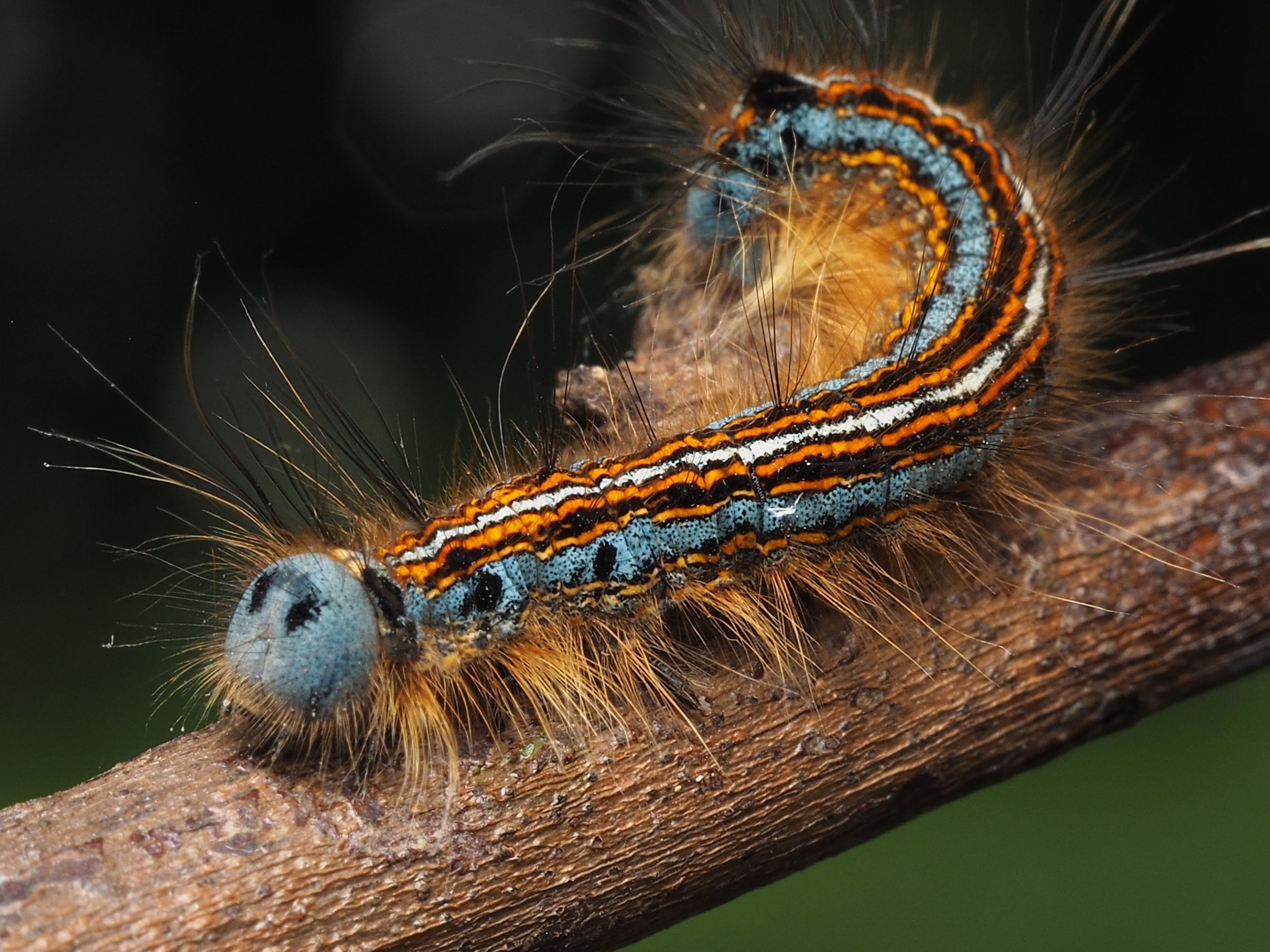Caterpillar Face Photos, Download The BEST Free Caterpillar Face Stock ...
