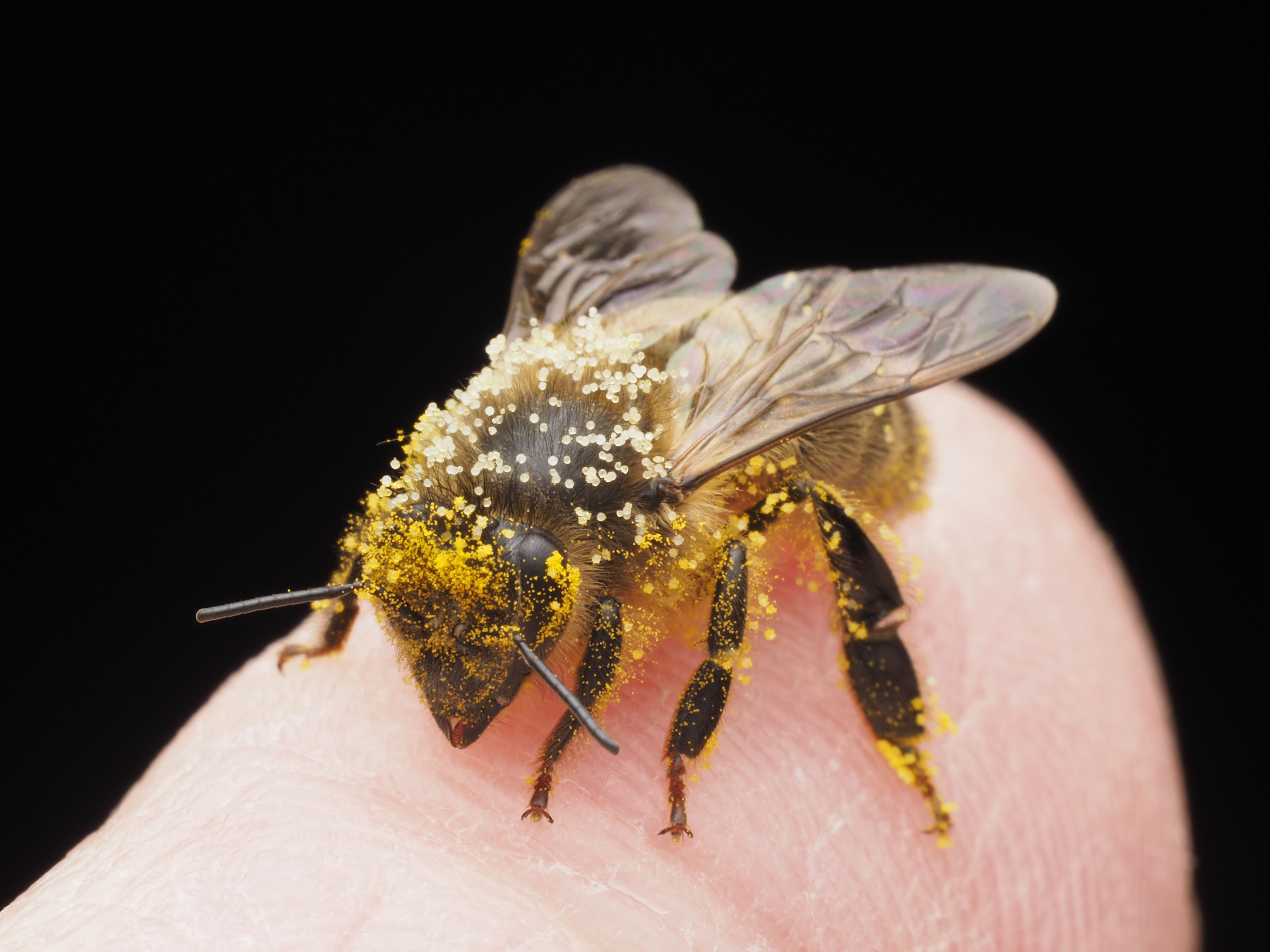 Close-Up of a Bee Covered in Pollen on a Finger · Free Stock Photo