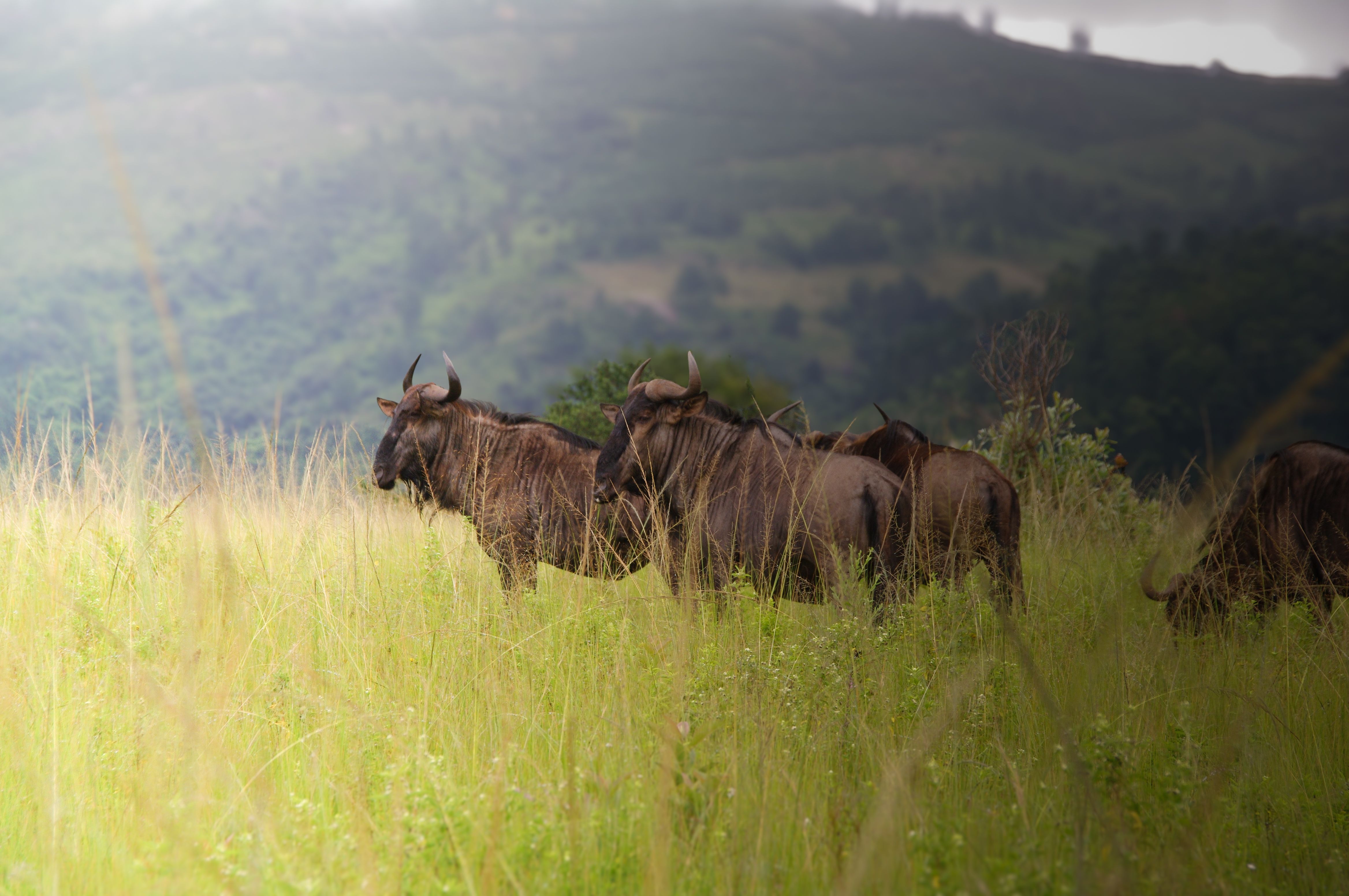 Grazing Wildebeest Herd on Lush Savannah Plains · Free Stock Photo