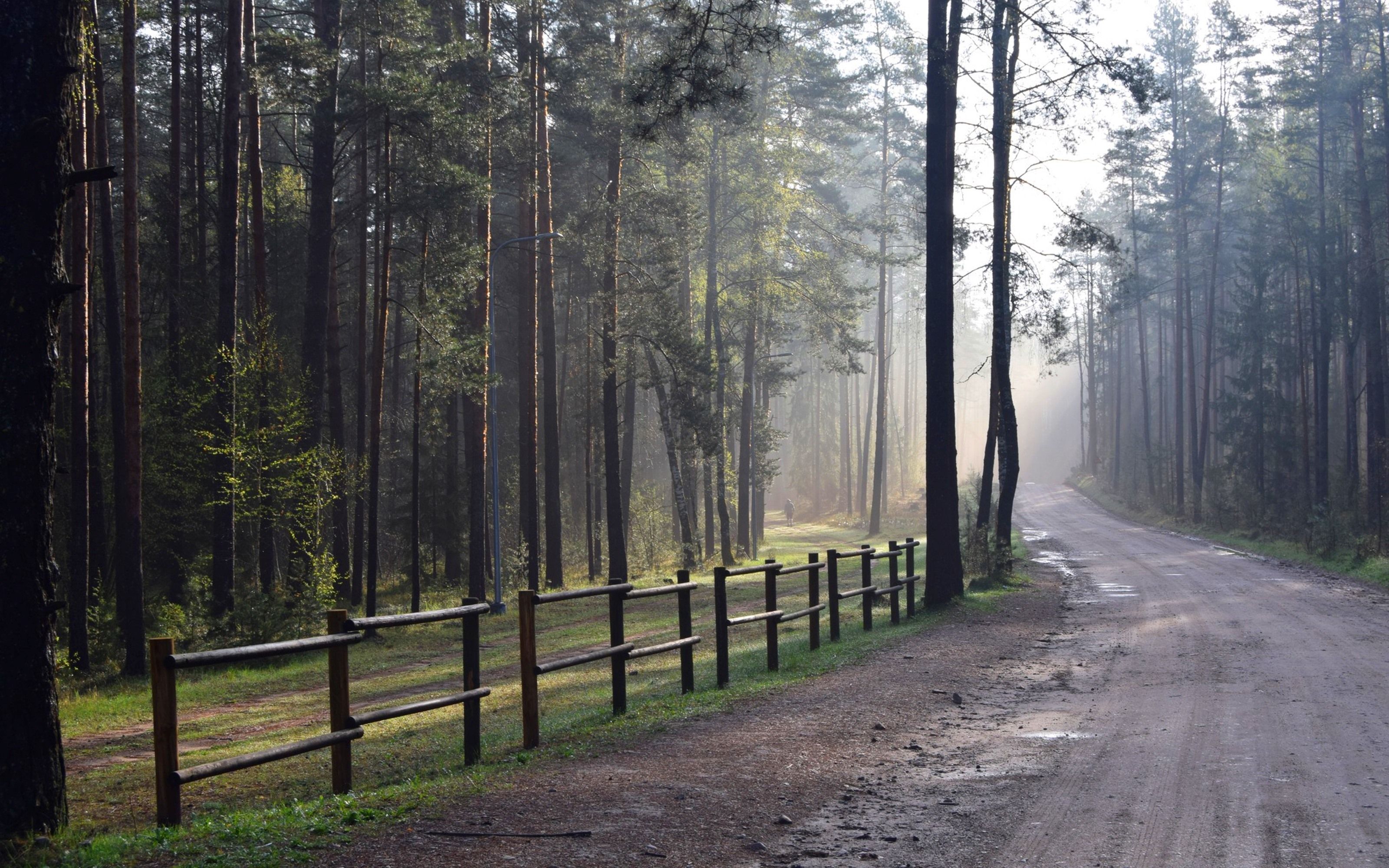 Peaceful Forest Pathway with Wooden Fence · Free Stock Photo