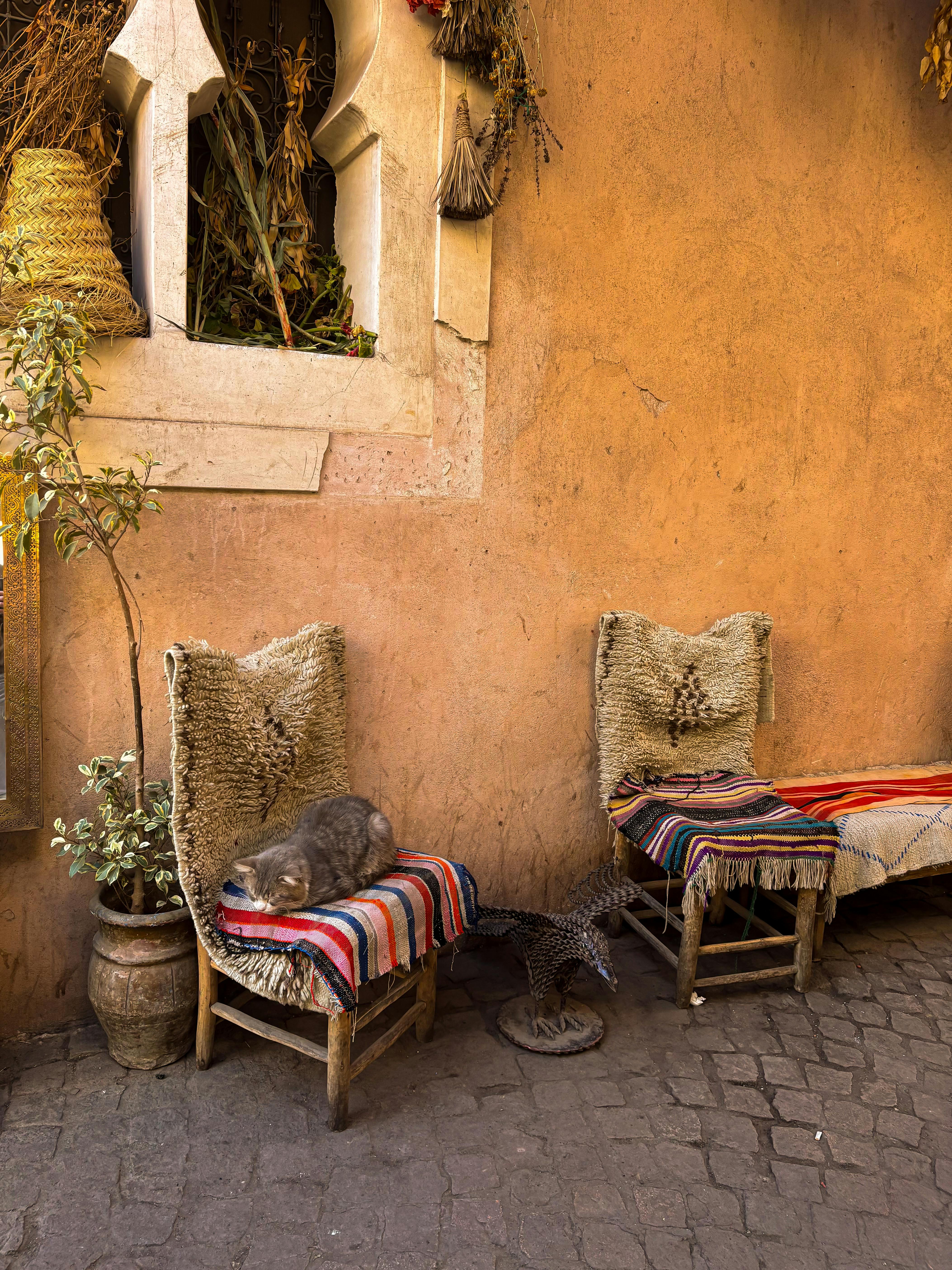 Scène De Rue Traditionnelle Marocaine Avec Un Chat · Photo gratuite