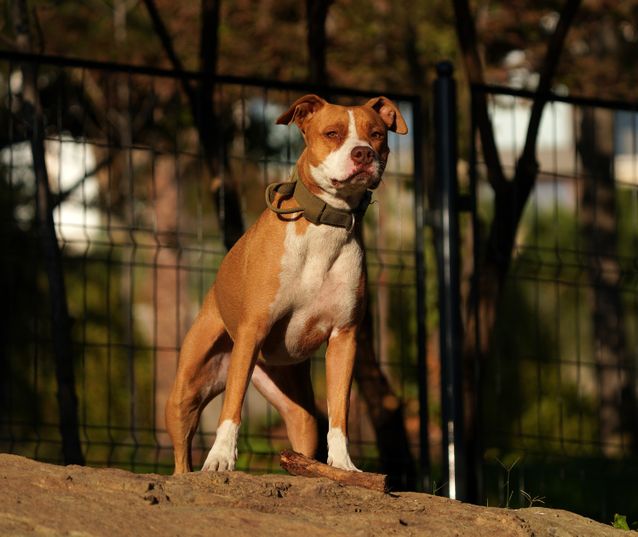 Game Dog Pitbull: History, Breed Info, and Facts