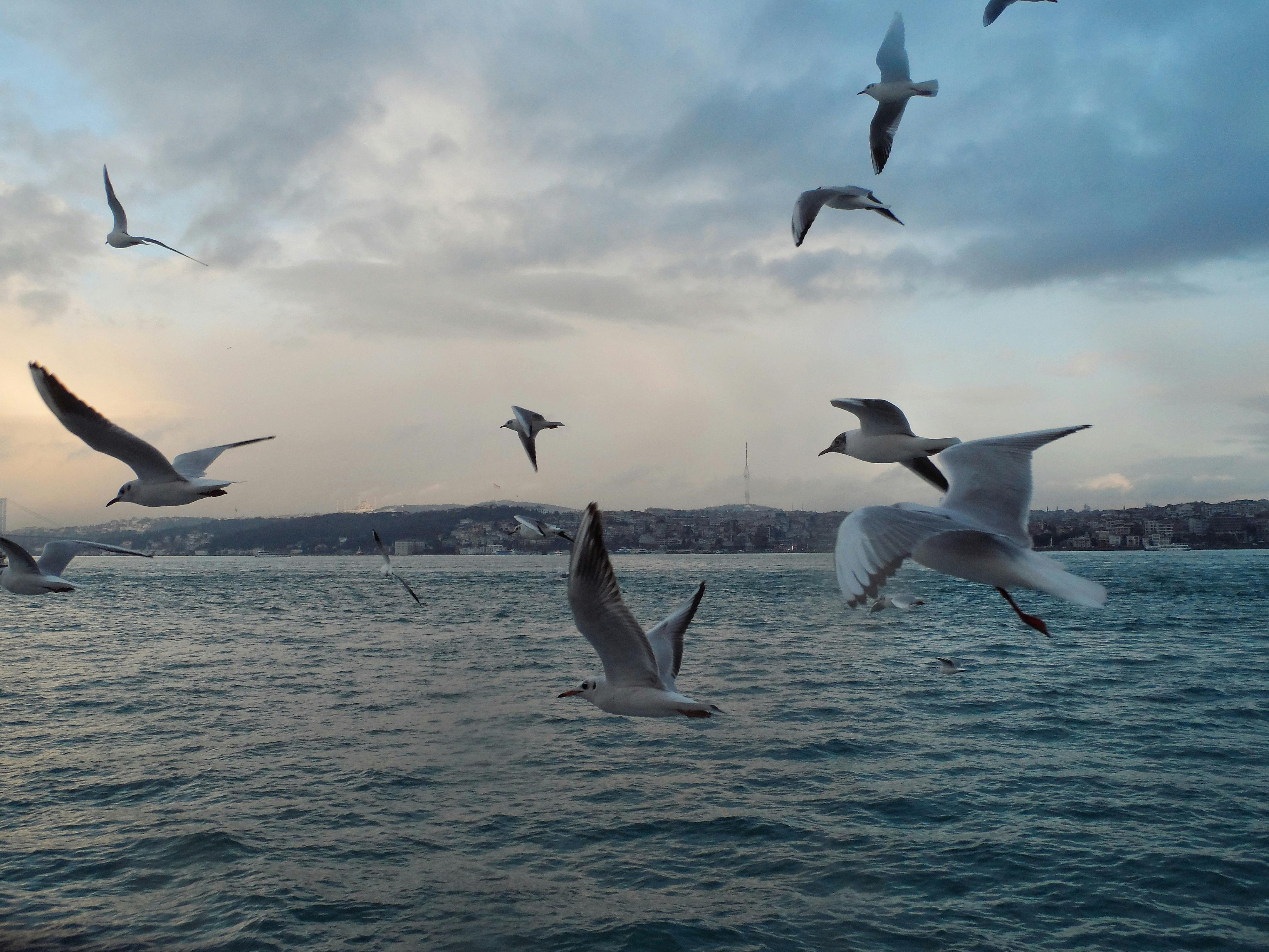 Seagulls Flying Over Bosporus at Twilight · Free Stock Photo