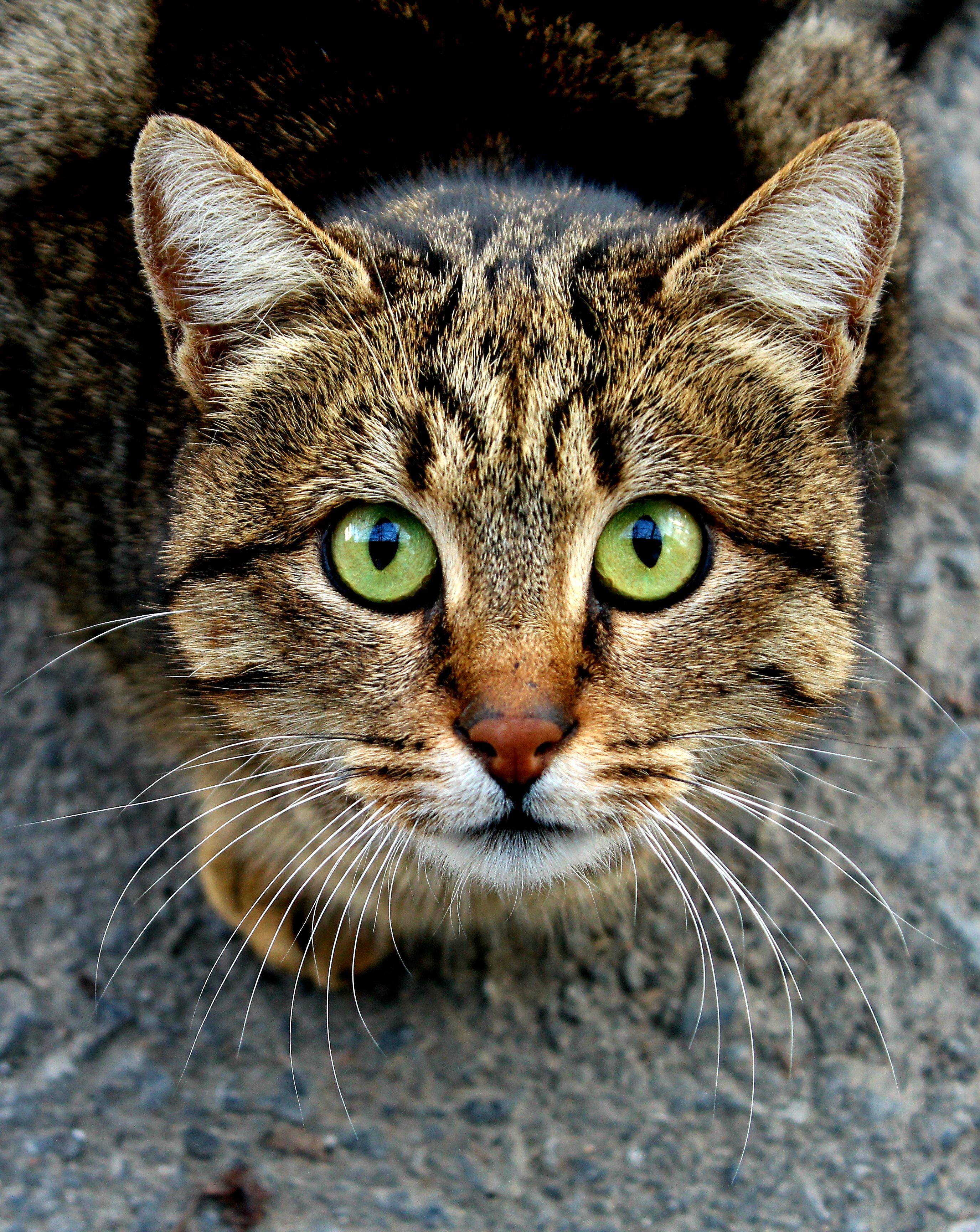 Close-Up of a Green-Eyed Tabby Cat Outdoors · Free Stock Photo