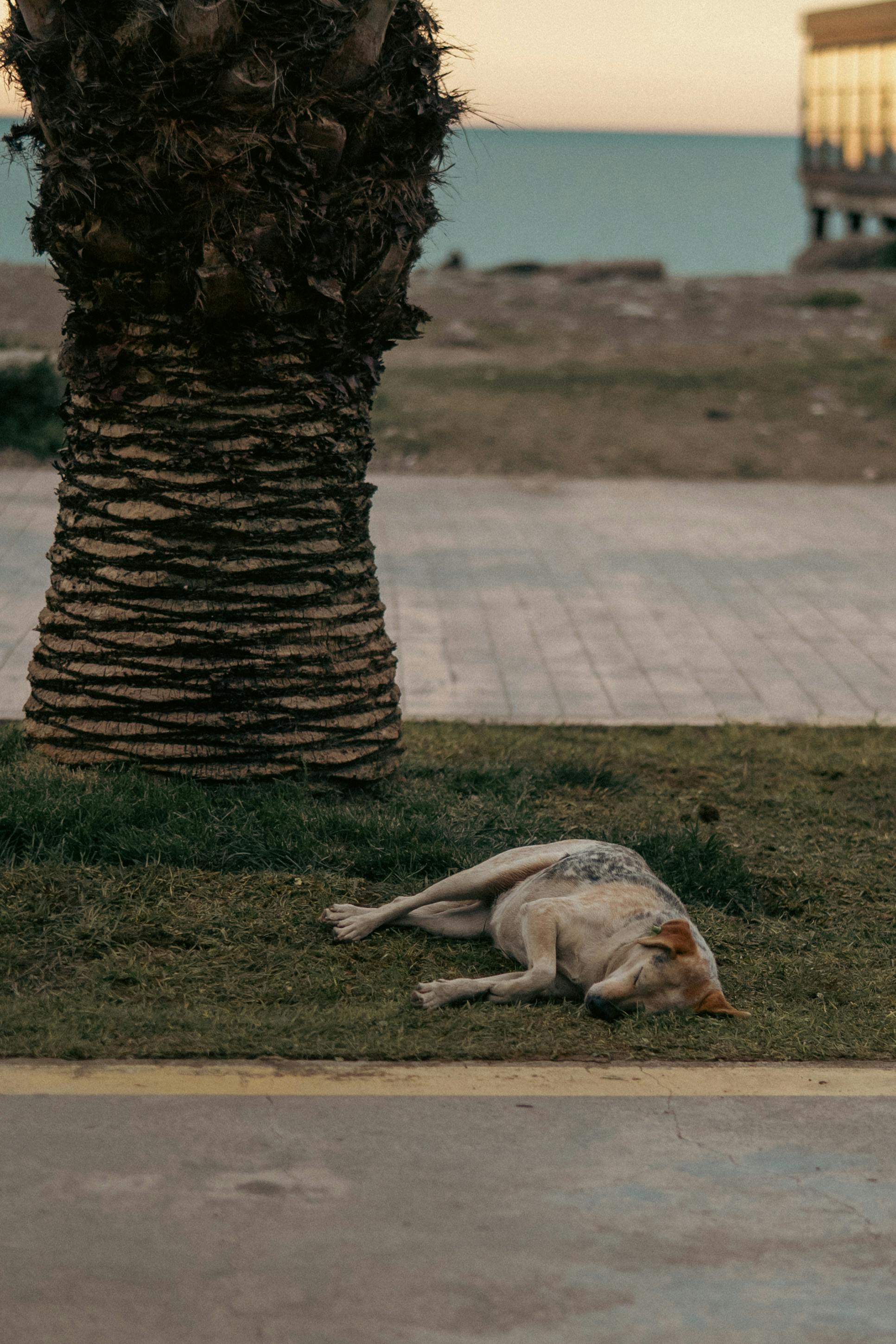 Dog Pfp Photos, Download The BEST Free Dog Pfp Stock Photos & HD Images