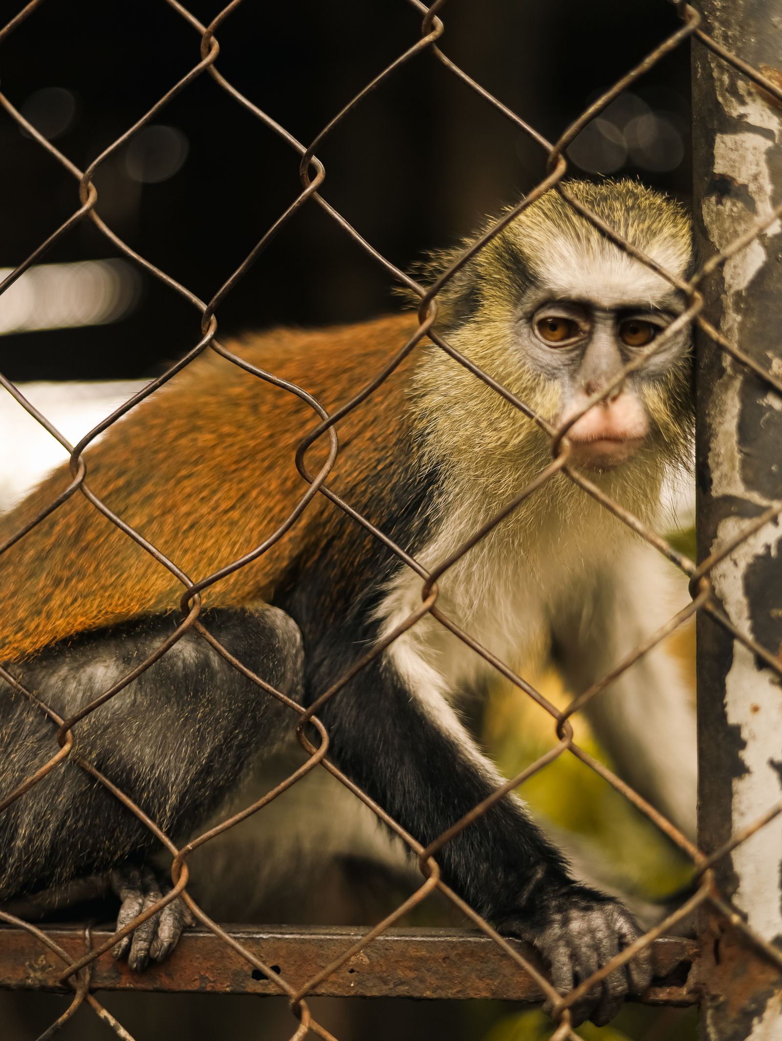 Monkey Buttocks Photos, Download The BEST Free Monkey Buttocks Stock ...