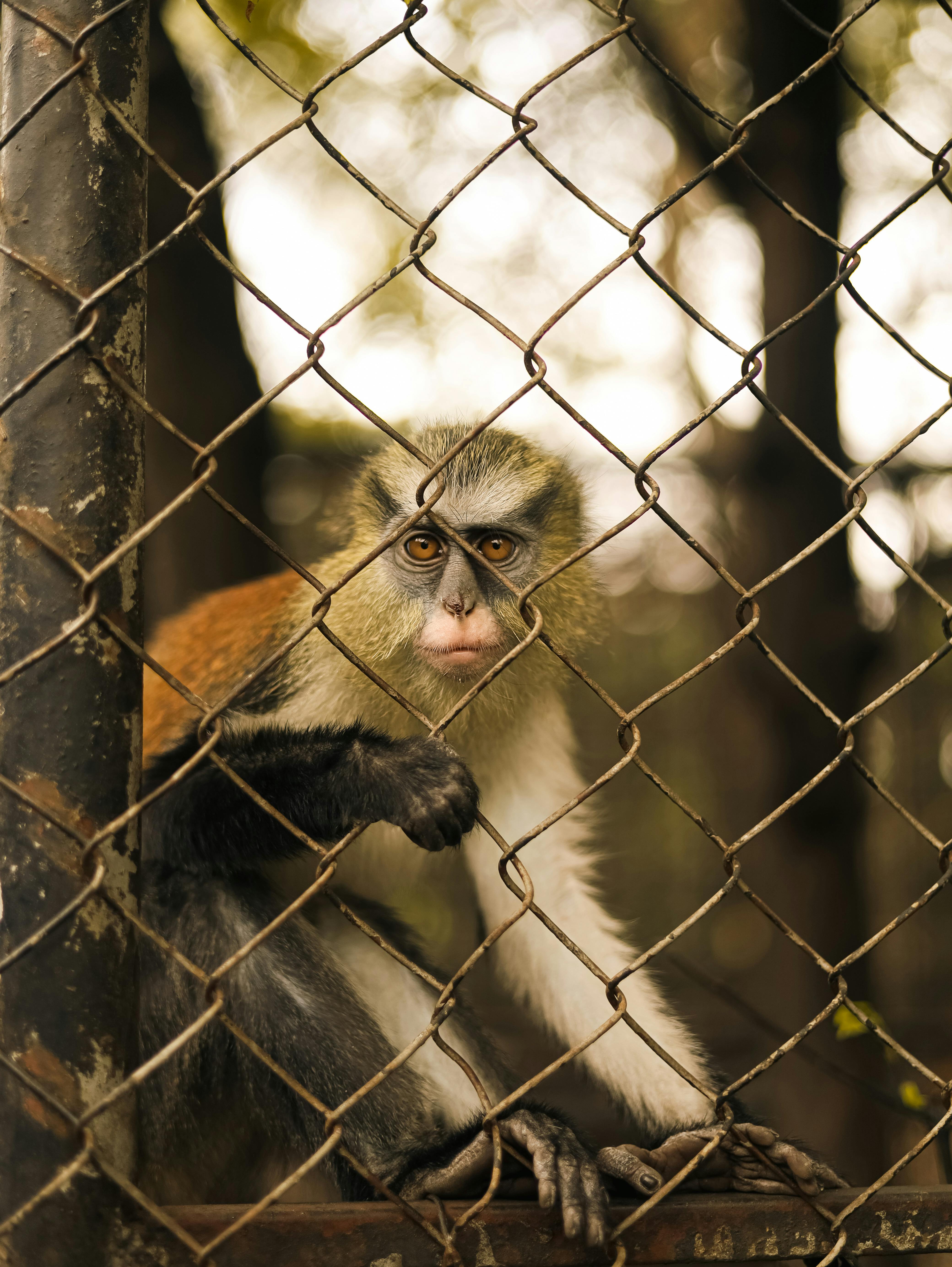 Monkey Display Photos, Download The BEST Free Monkey Display Stock ...