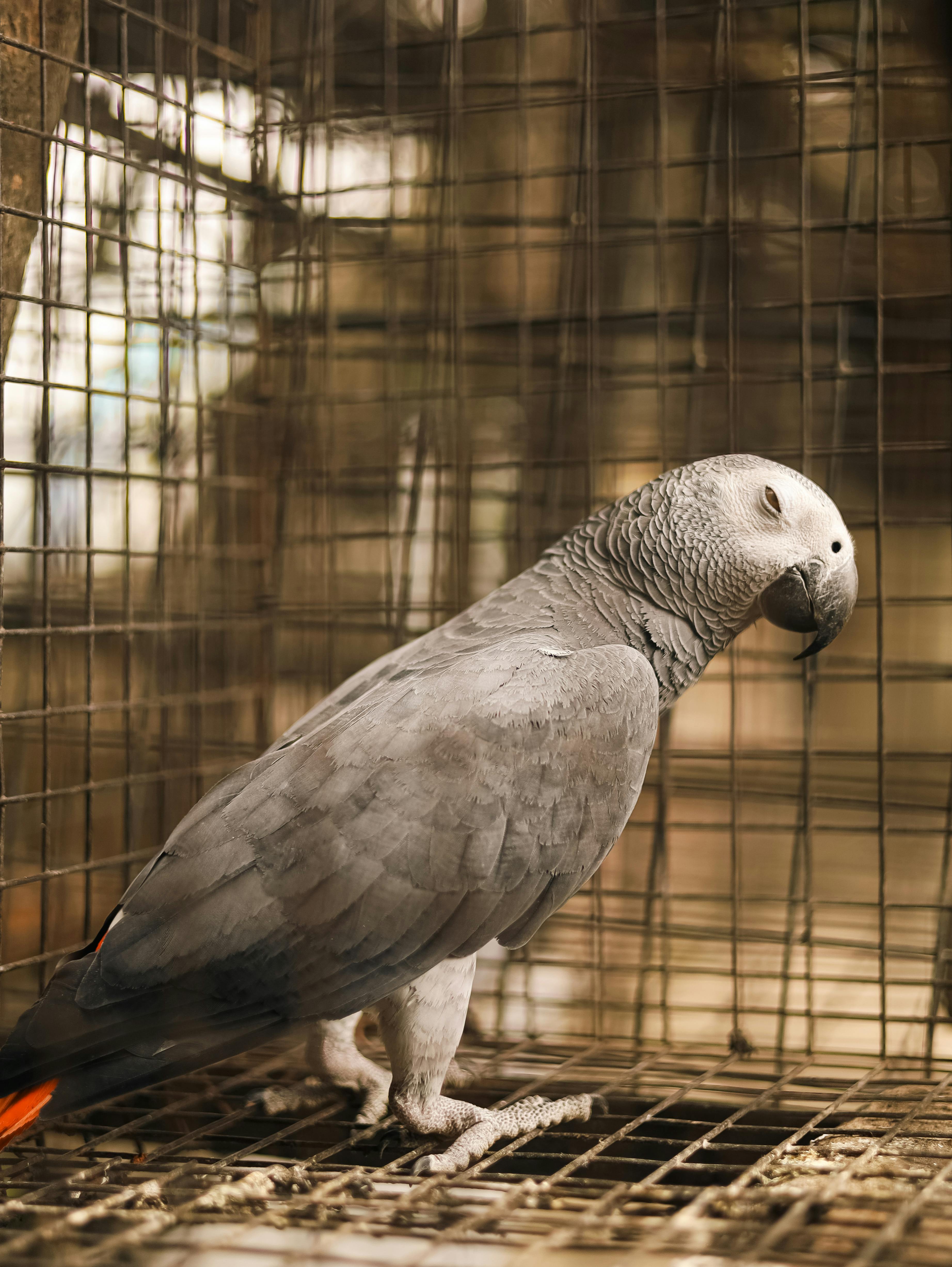 Caged Parrot Photos, Download The BEST Free Caged Parrot Stock Photos & HD Images