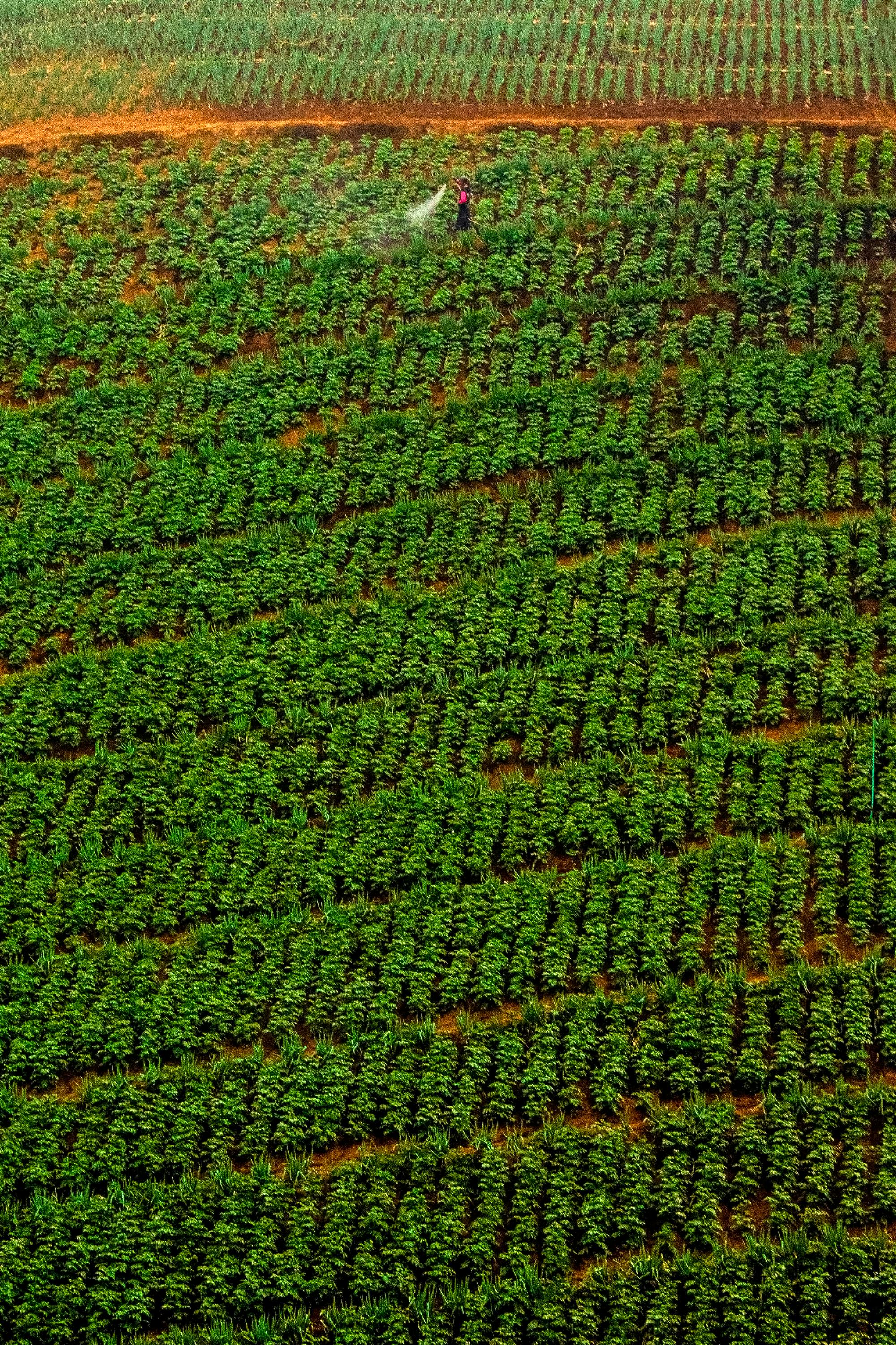 Kebun Terasering · Foto de stock gratuita