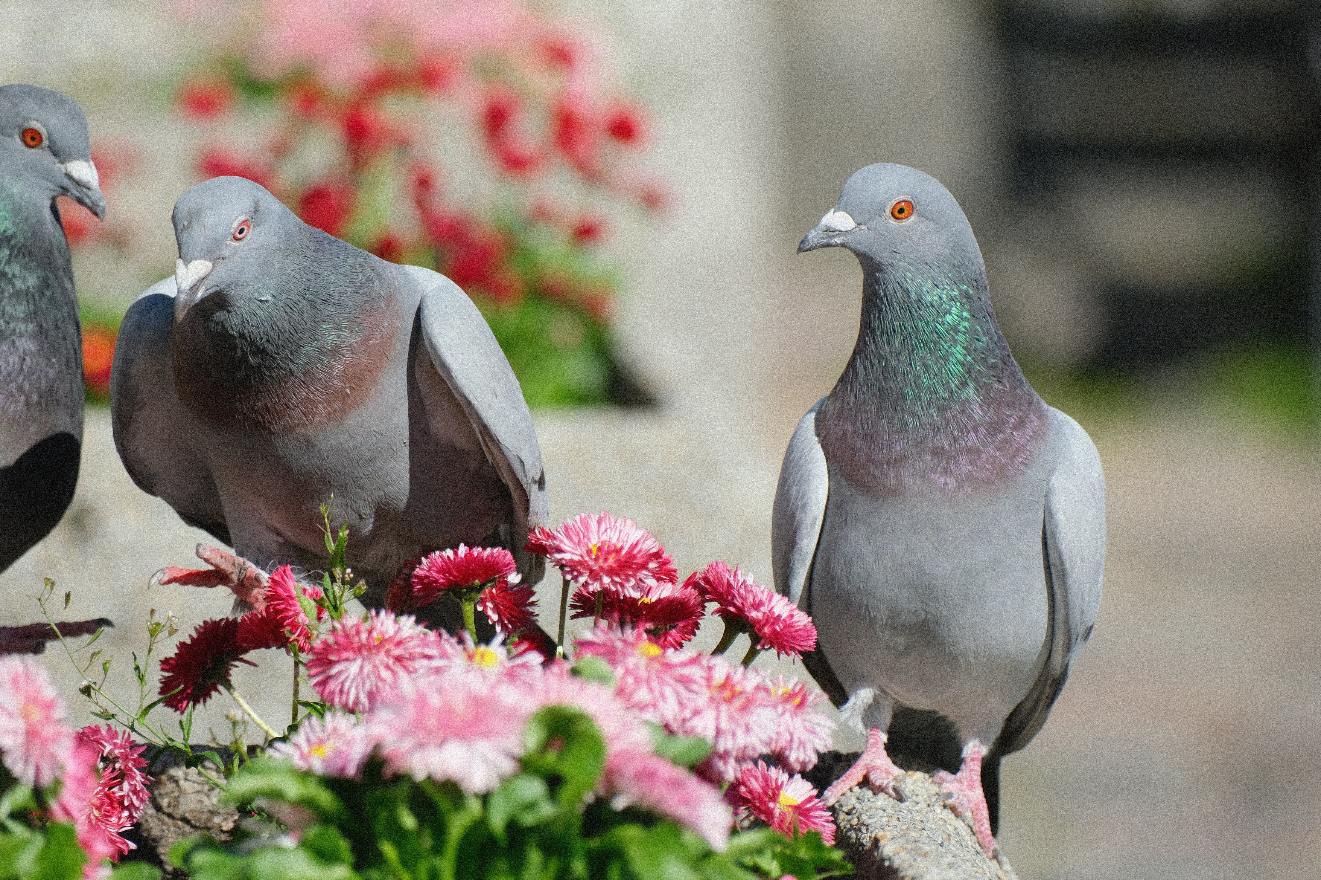 Close-up of Pigeons Among Colorful Flowers · Free Stock Photo