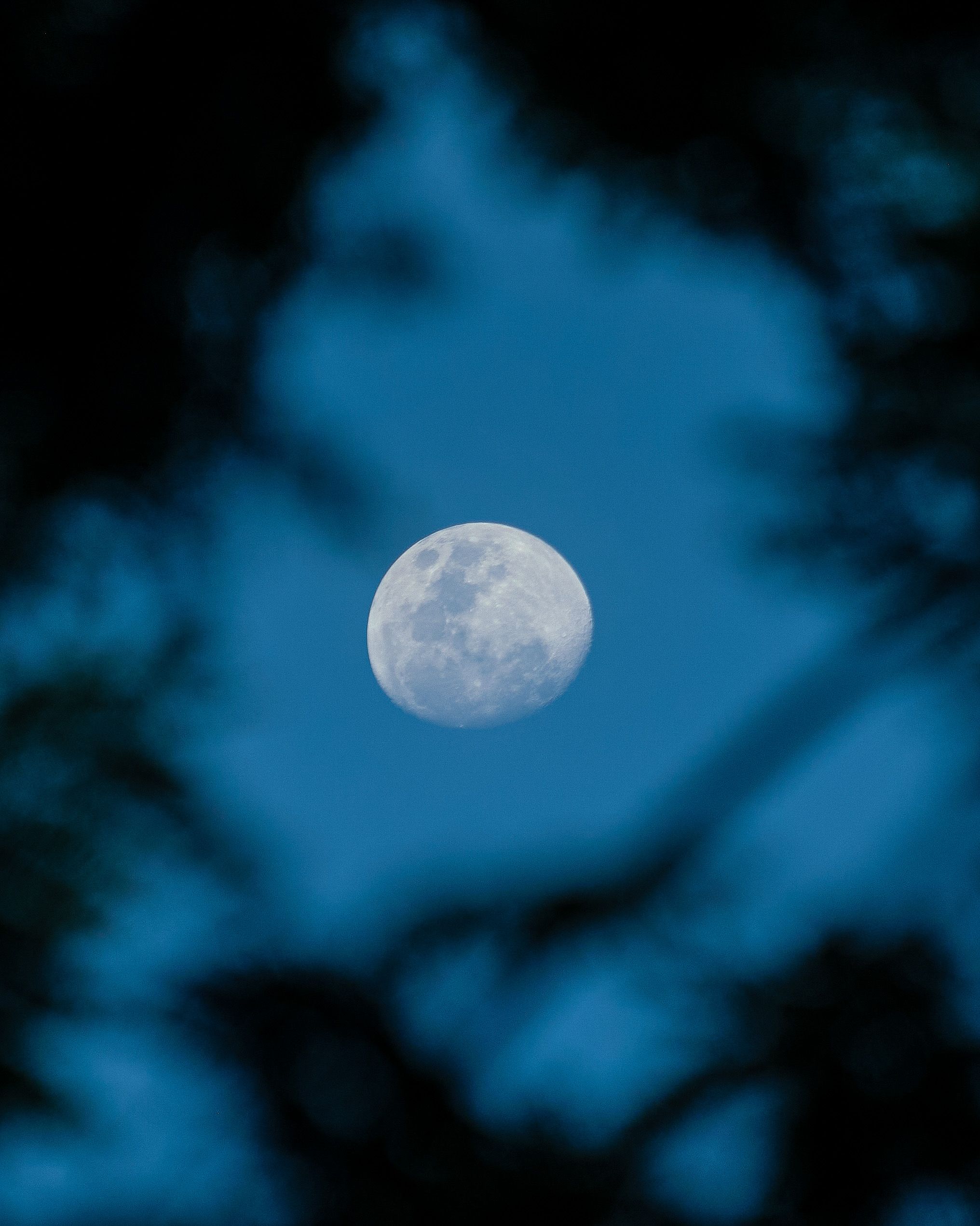 Full Moon Peeking Through Forest Canopy · Free Stock Photo