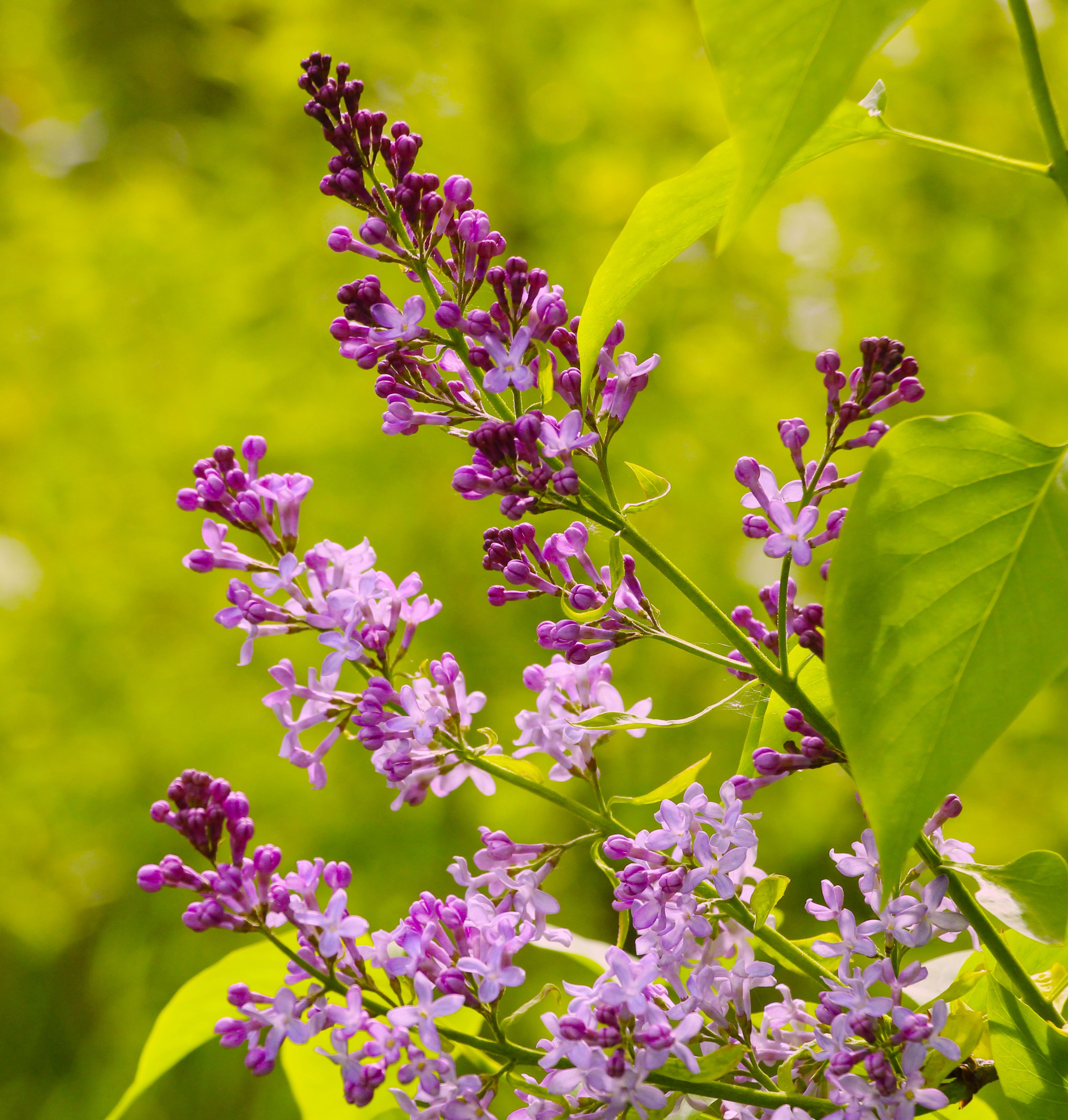 Vibrant Lilac Blossoms in Spring Bloom · Free Stock Photo
