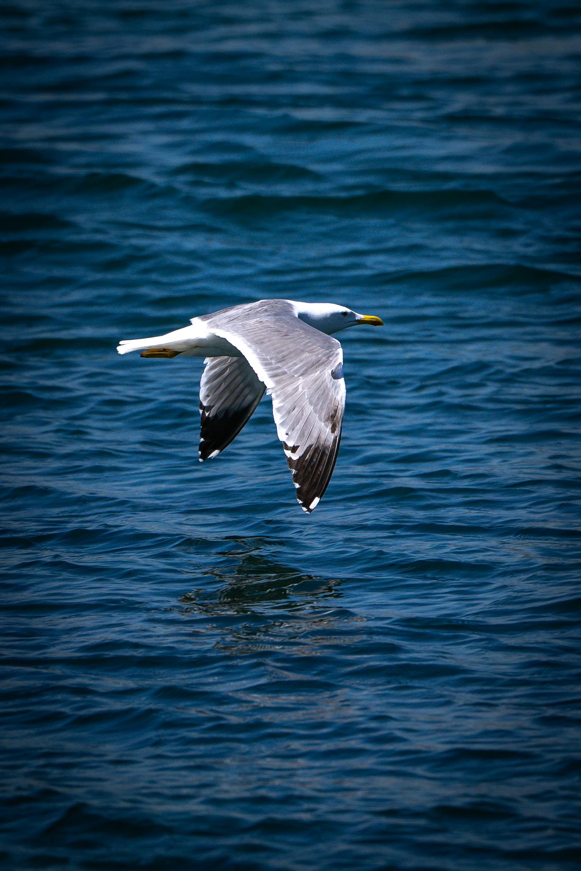 Free Bizes Photos, Download The BEST Free Free Bizes Stock Photos & HD ...