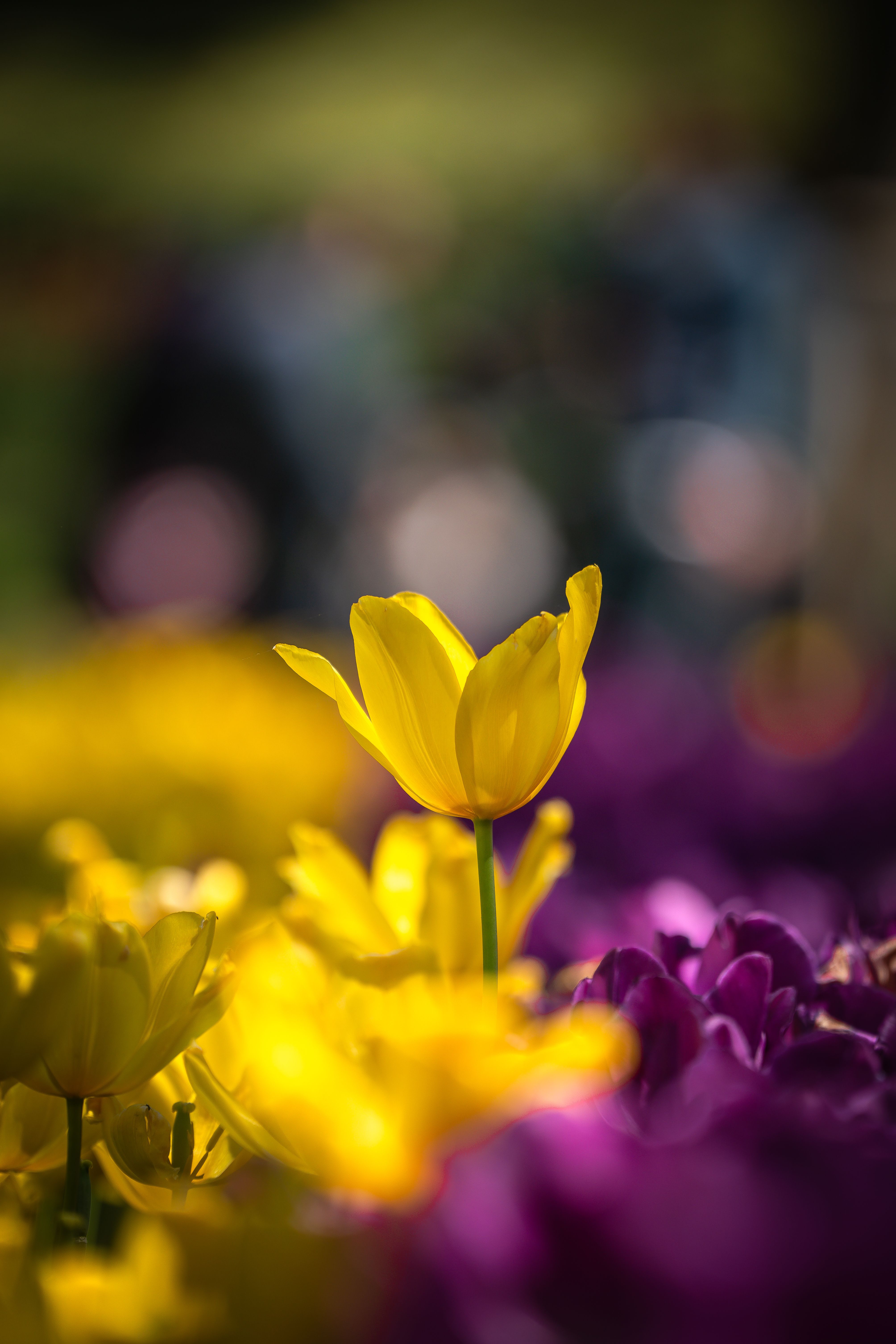 Purple Yellow Contrast Photos, Download The BEST Free Purple Yellow ...