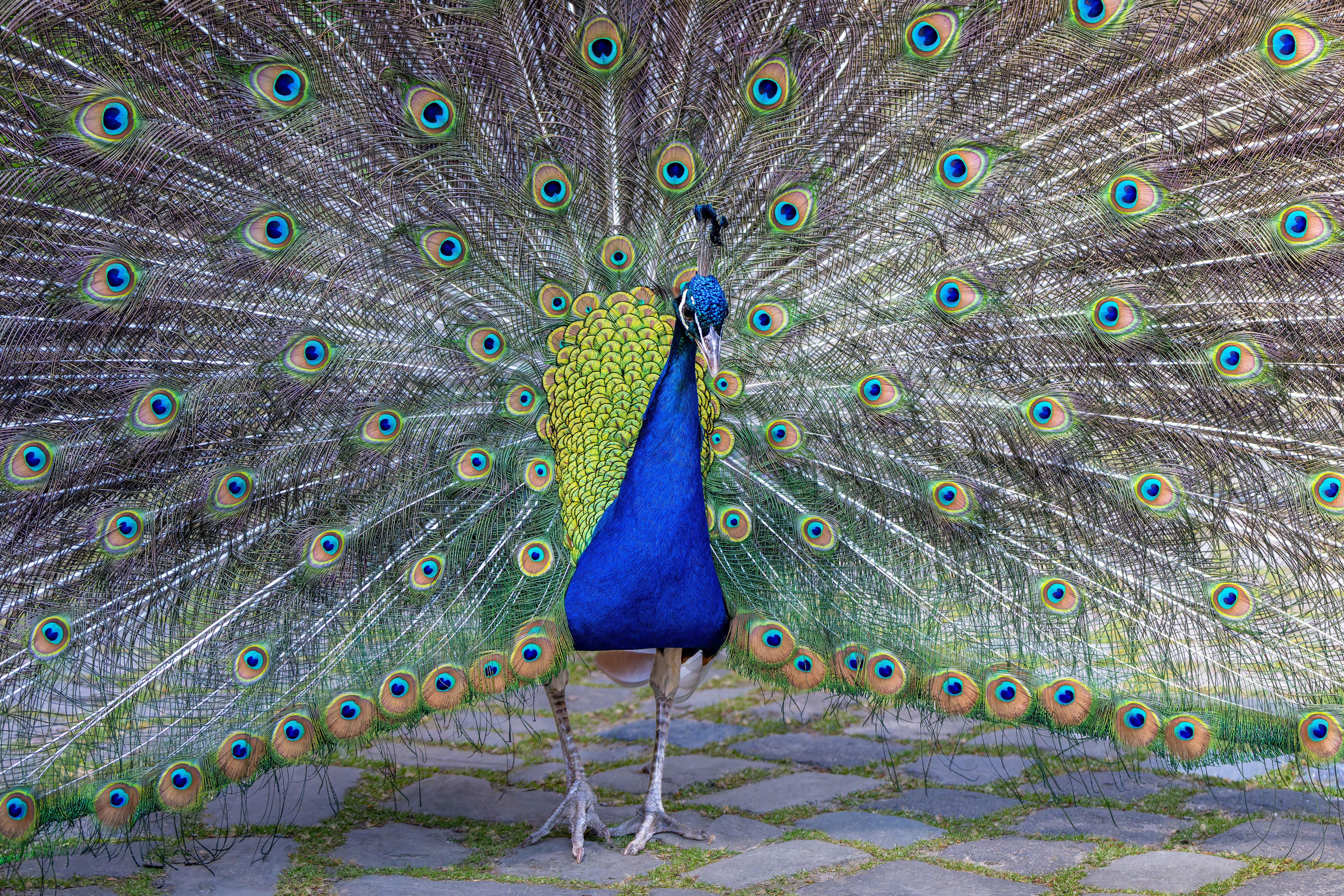 Peacock Ping Photos, Download The BEST Free Peacock Ping Stock Photos ...