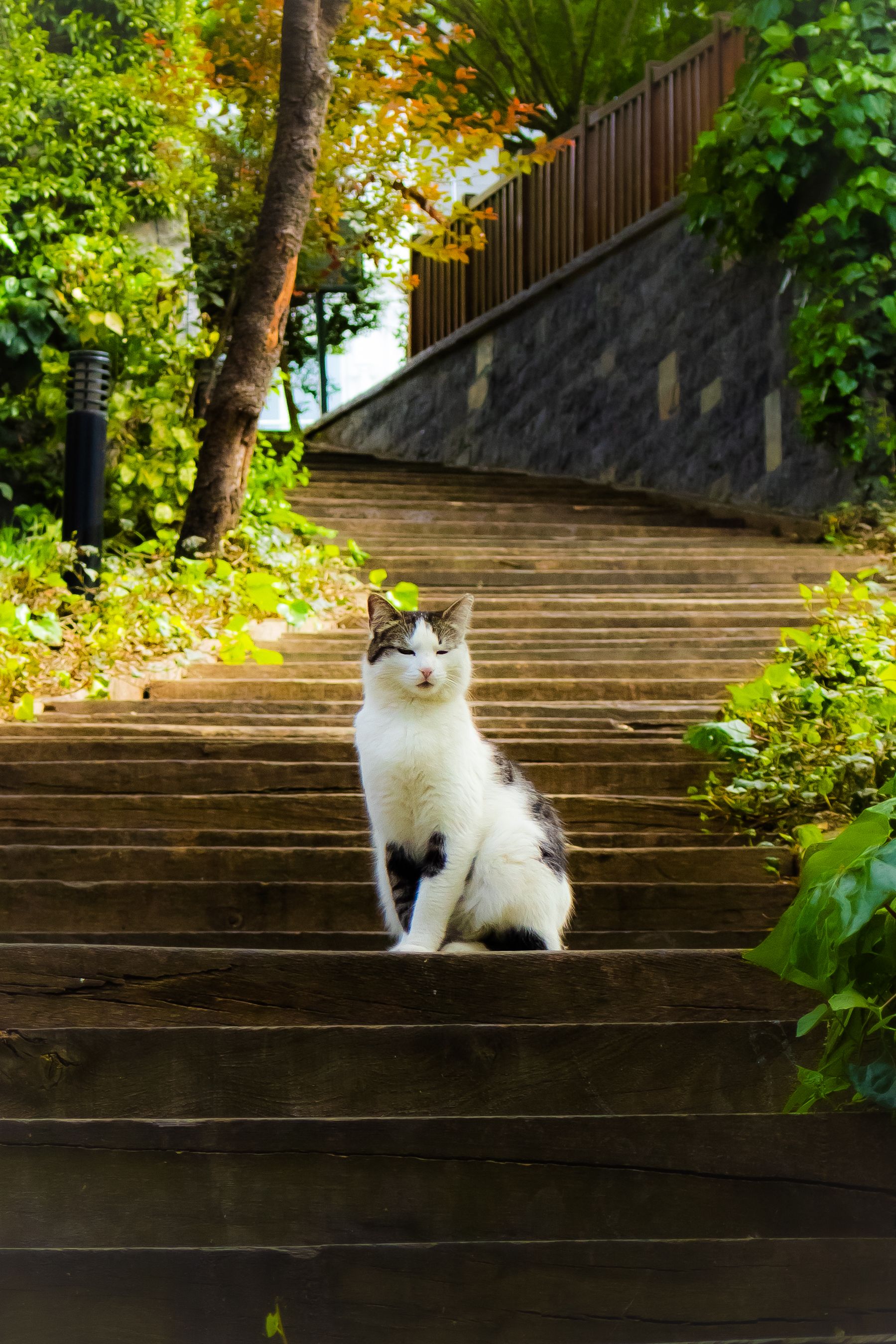 Cat Sitting on Wooden Steps in Lush Park · Free Stock Photo