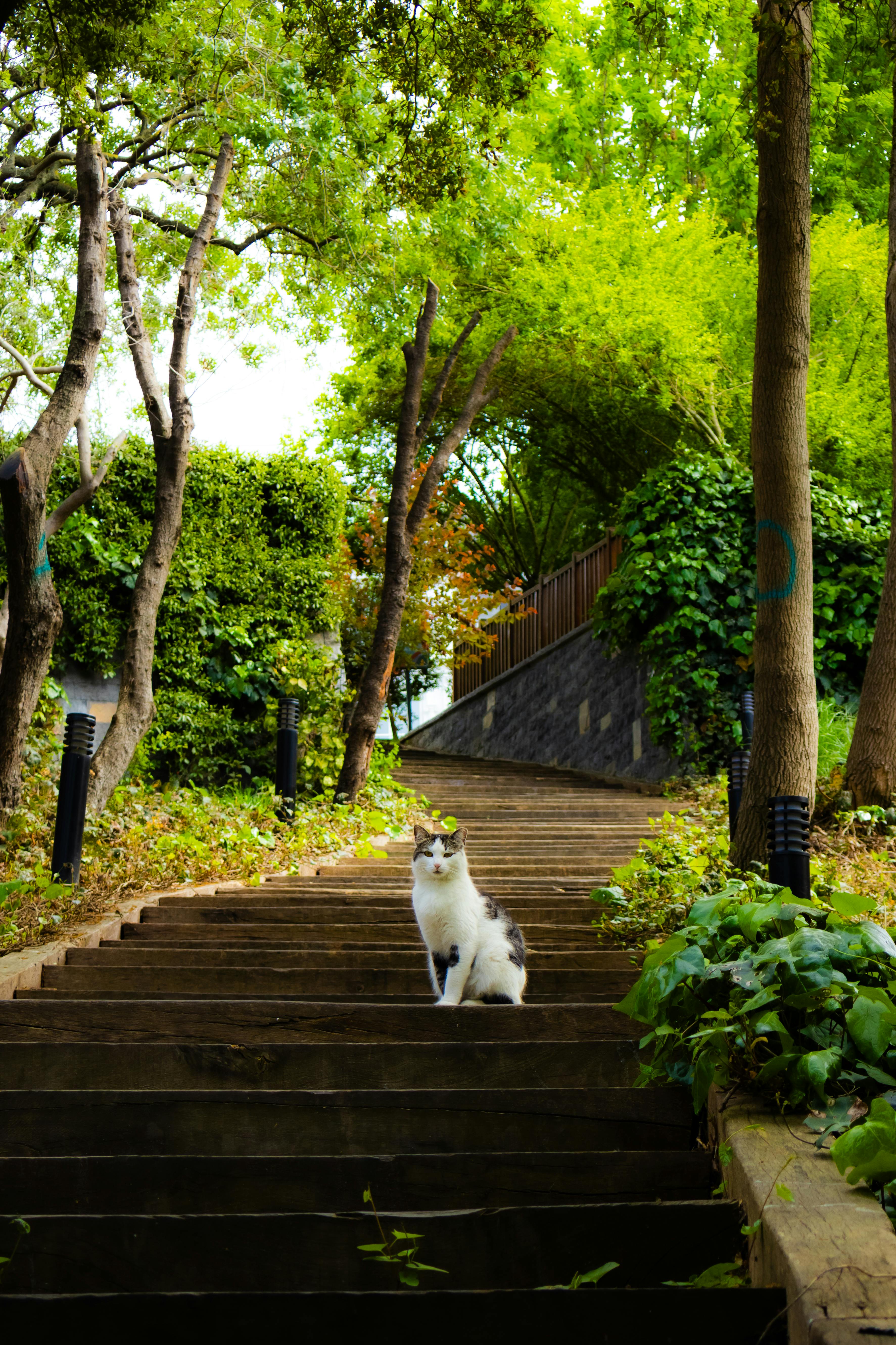 Goofy Ahh Cat Photos, Download The BEST Free Goofy Ahh Cat Stock Photos ...