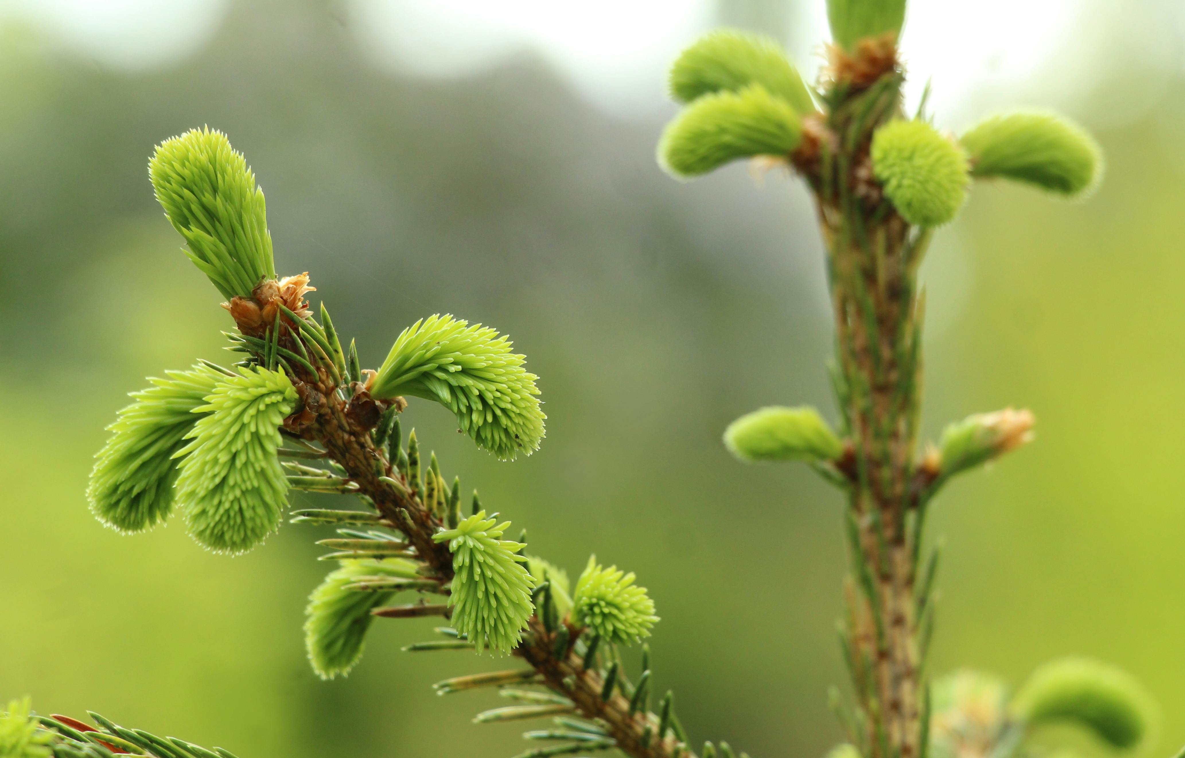 Close-up of Fresh Evergreen Tree Branches · Free Stock Photo