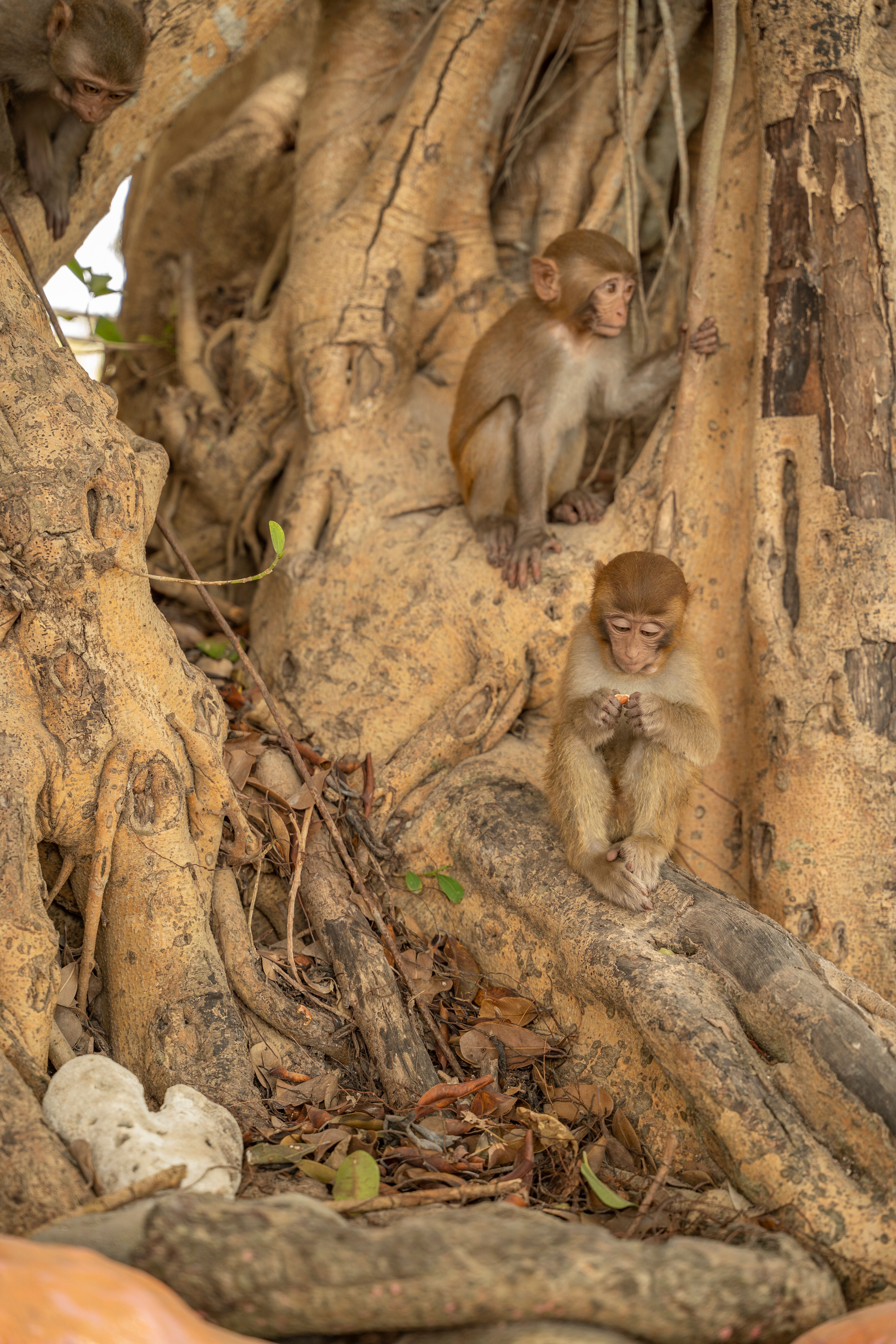 Two Young Monkeys Climbing a Massive Tree · Free Stock Photo