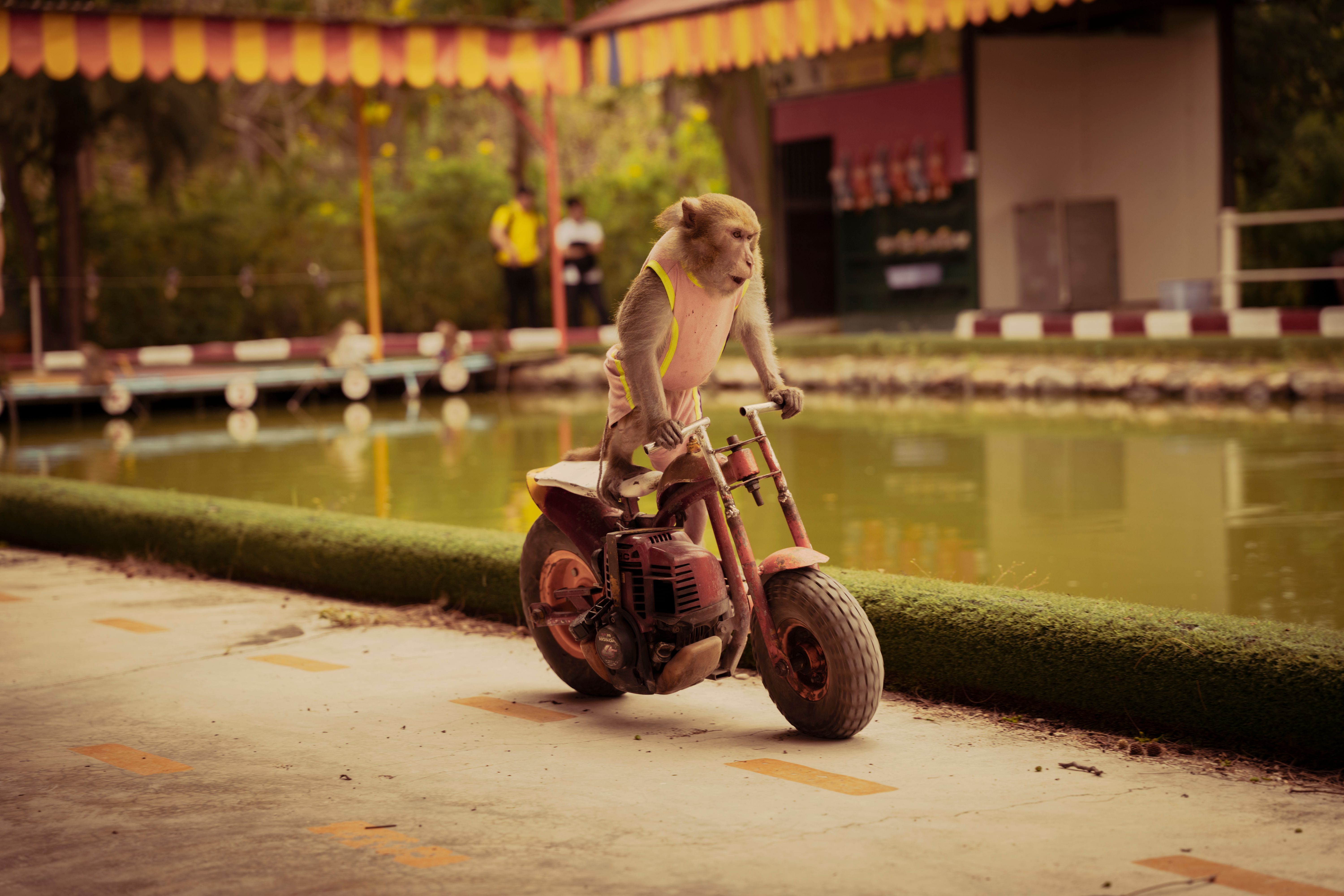 Funny Bike Photos, Download The BEST Free Funny Bike Stock Photos & HD ...