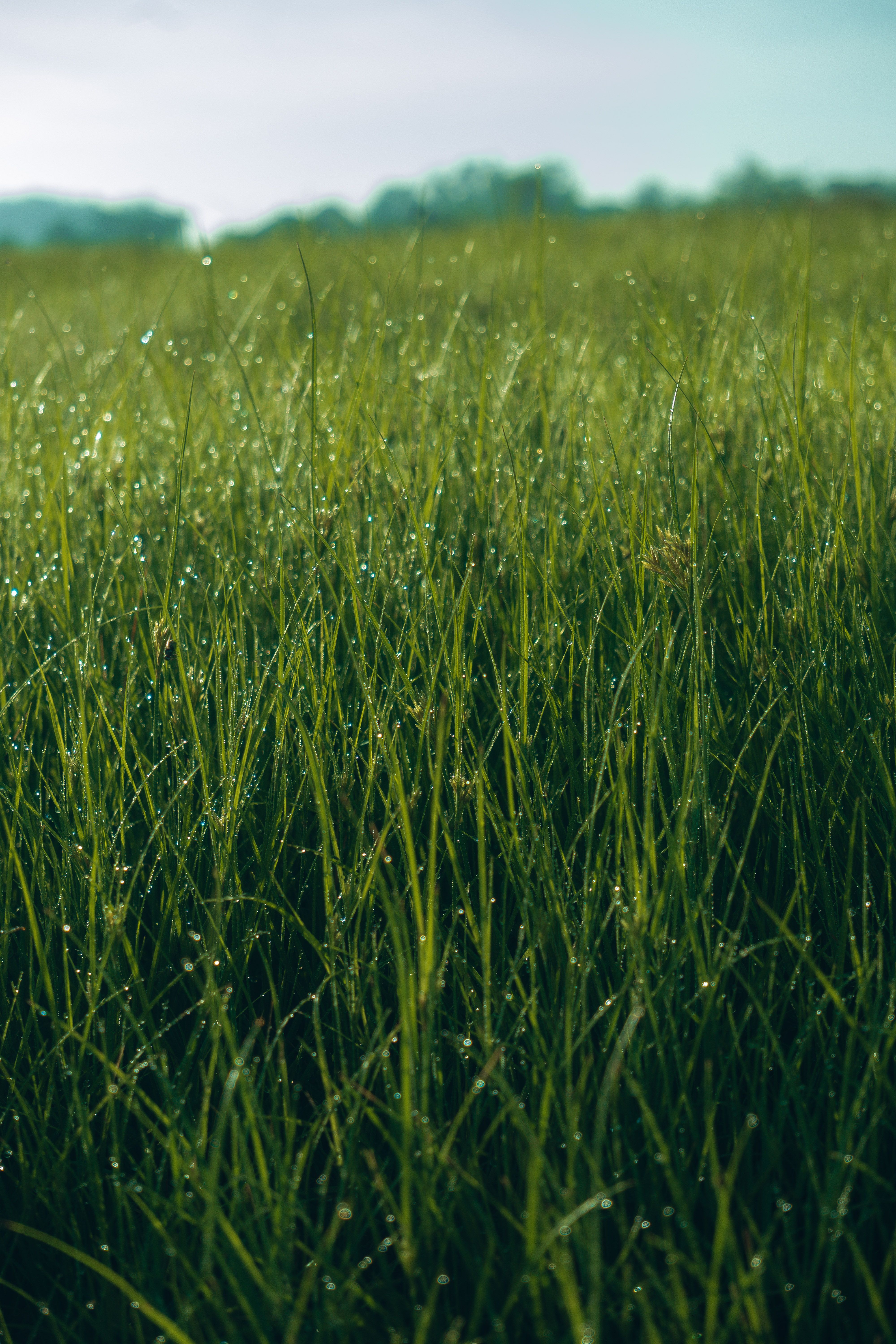 Grass Background Photos, Download The BEST Free Grass Background Stock ...