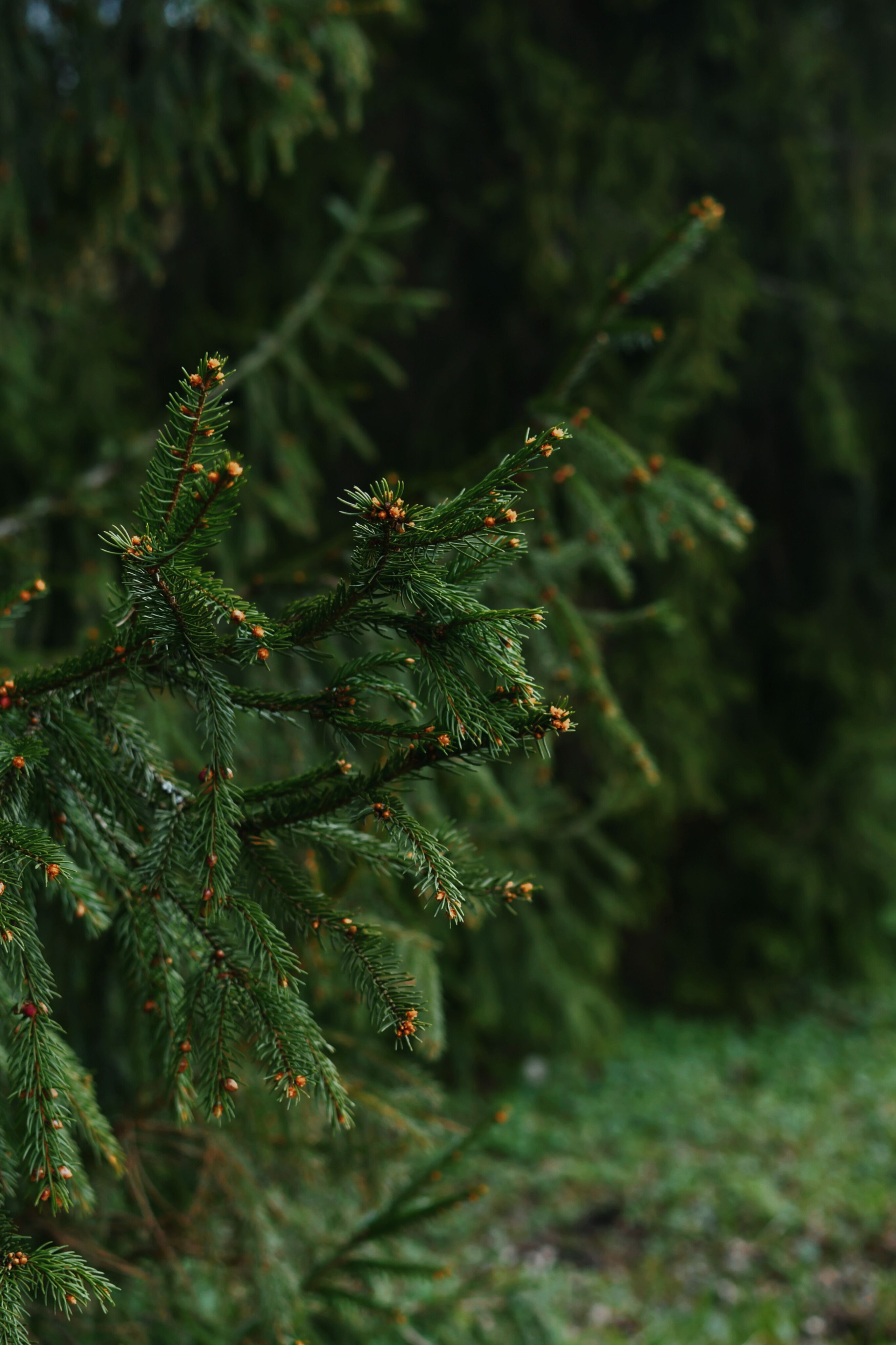 Tree Without Background Photos, Download The BEST Free Tree Without ...