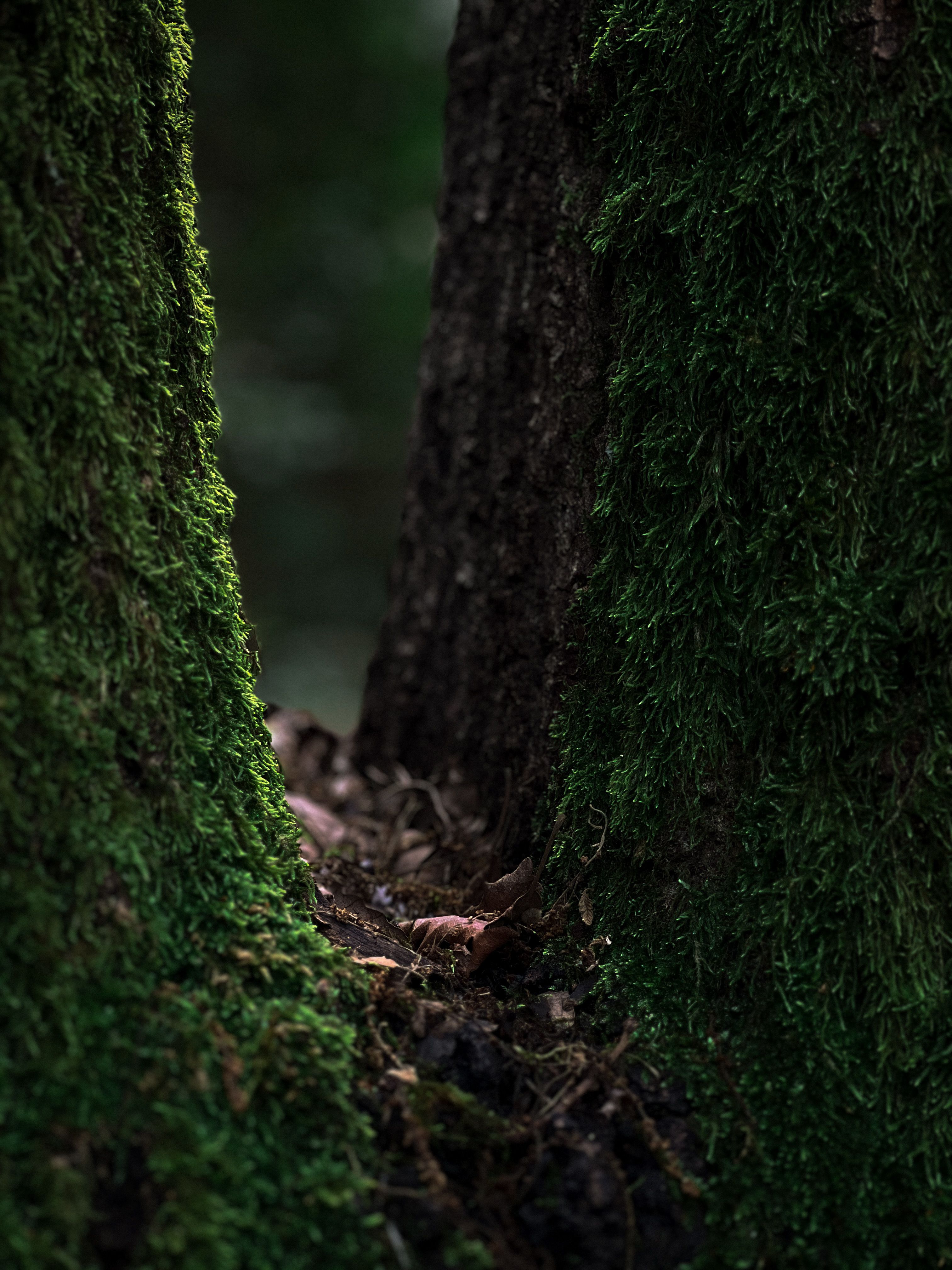 Moody Forest Scene with Moss-Covered Trees · Free Stock Photo