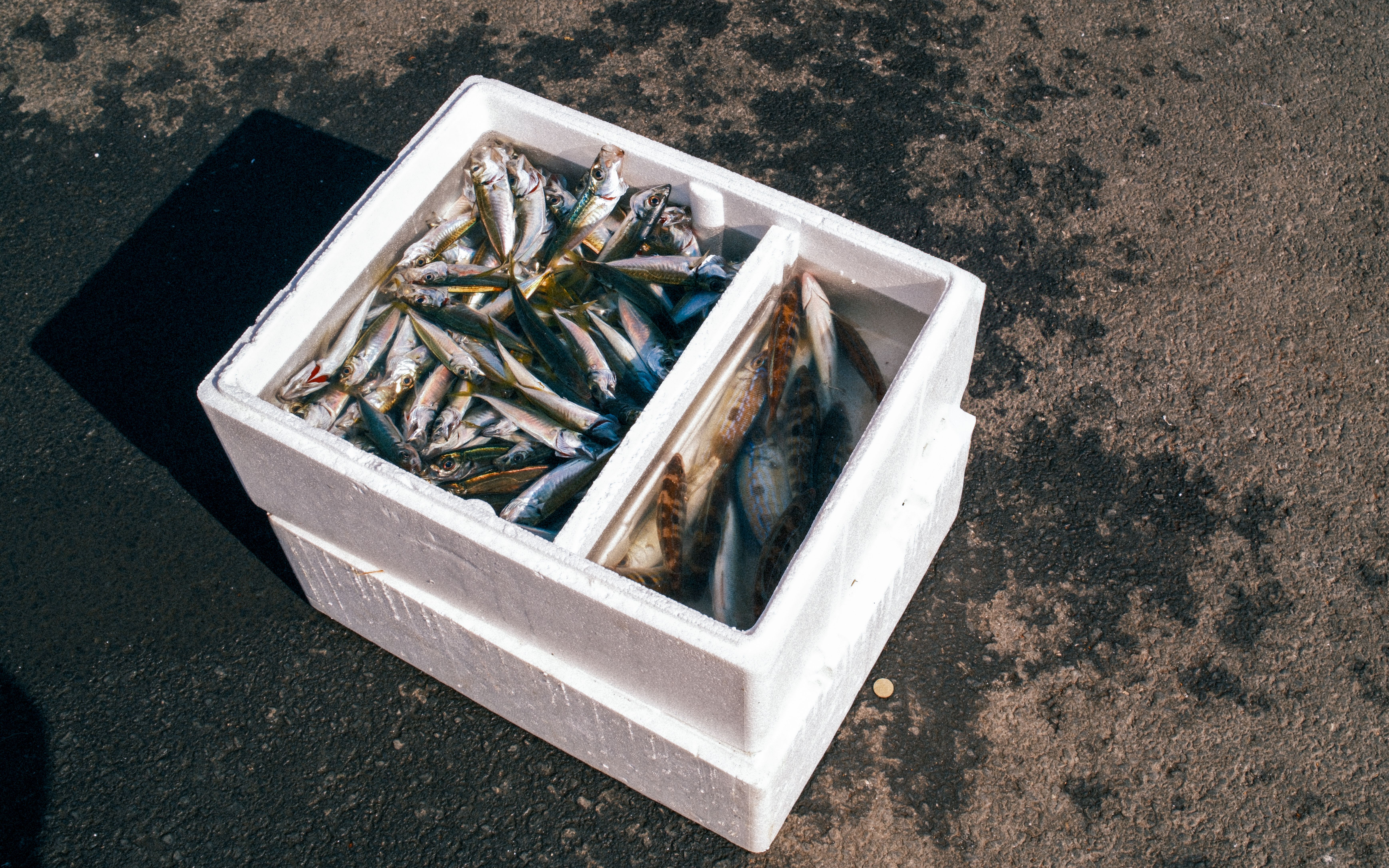 Megamind Fish Photos, Download The BEST Free Megamind Fish Stock Photos ...