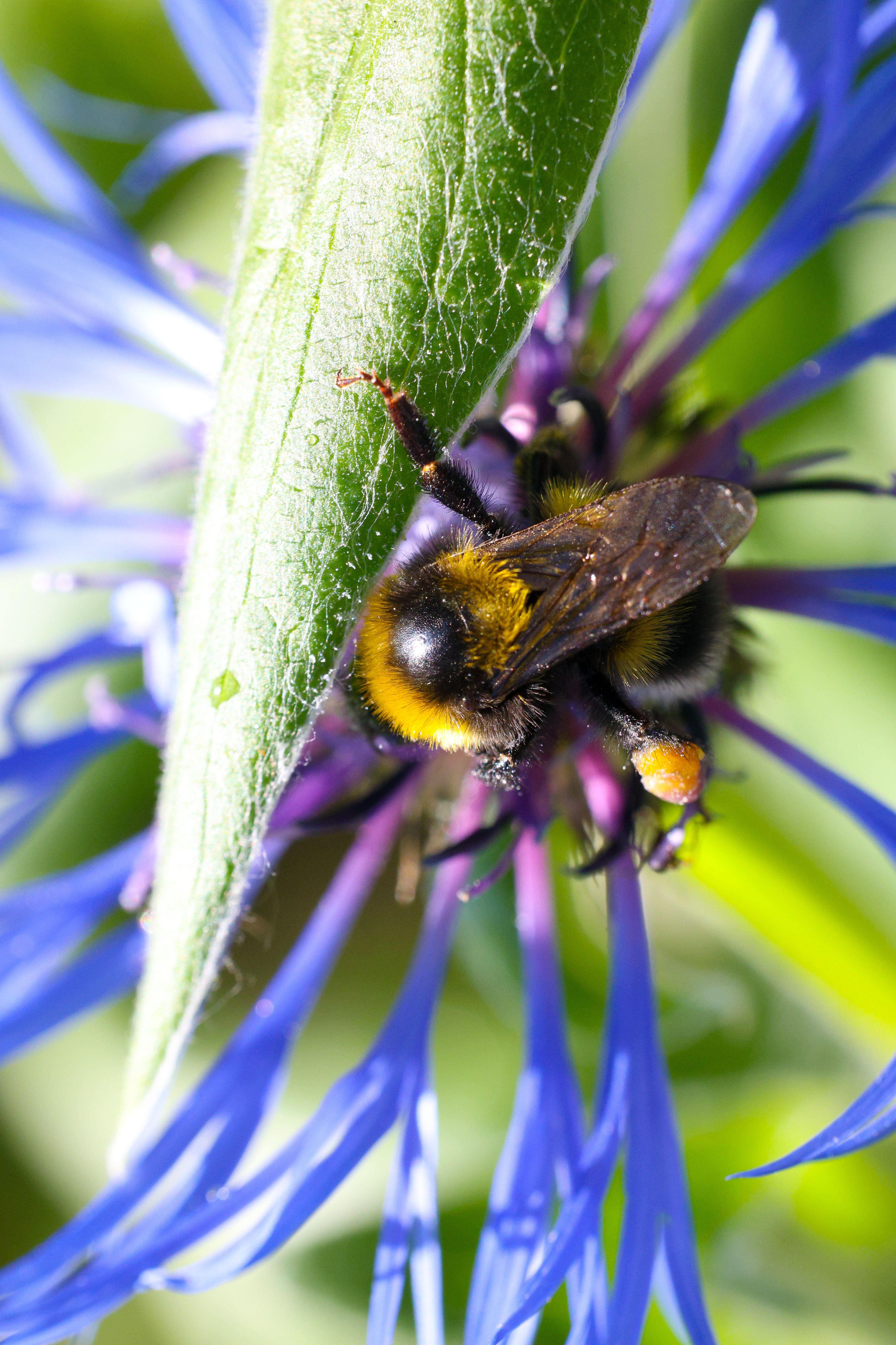 Hummel Photos, Download The BEST Free Hummel Stock Photos & HD Images