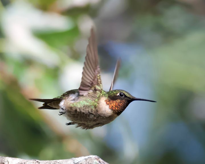 Ruby Throated Hummingbirds: What Do They Eat & Attract Them