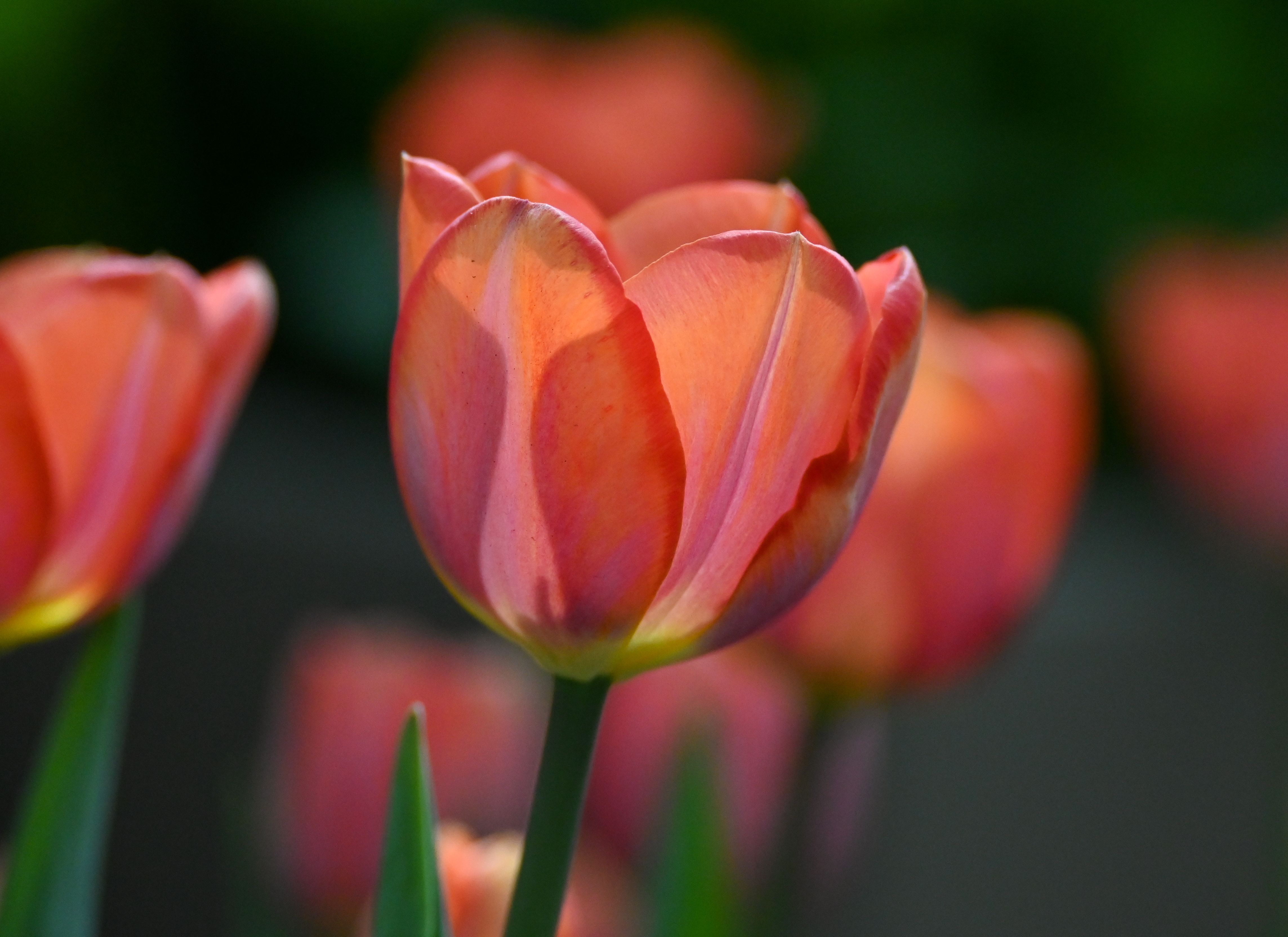 Close-up Photo of Tulips on a Field · Free Stock Photo