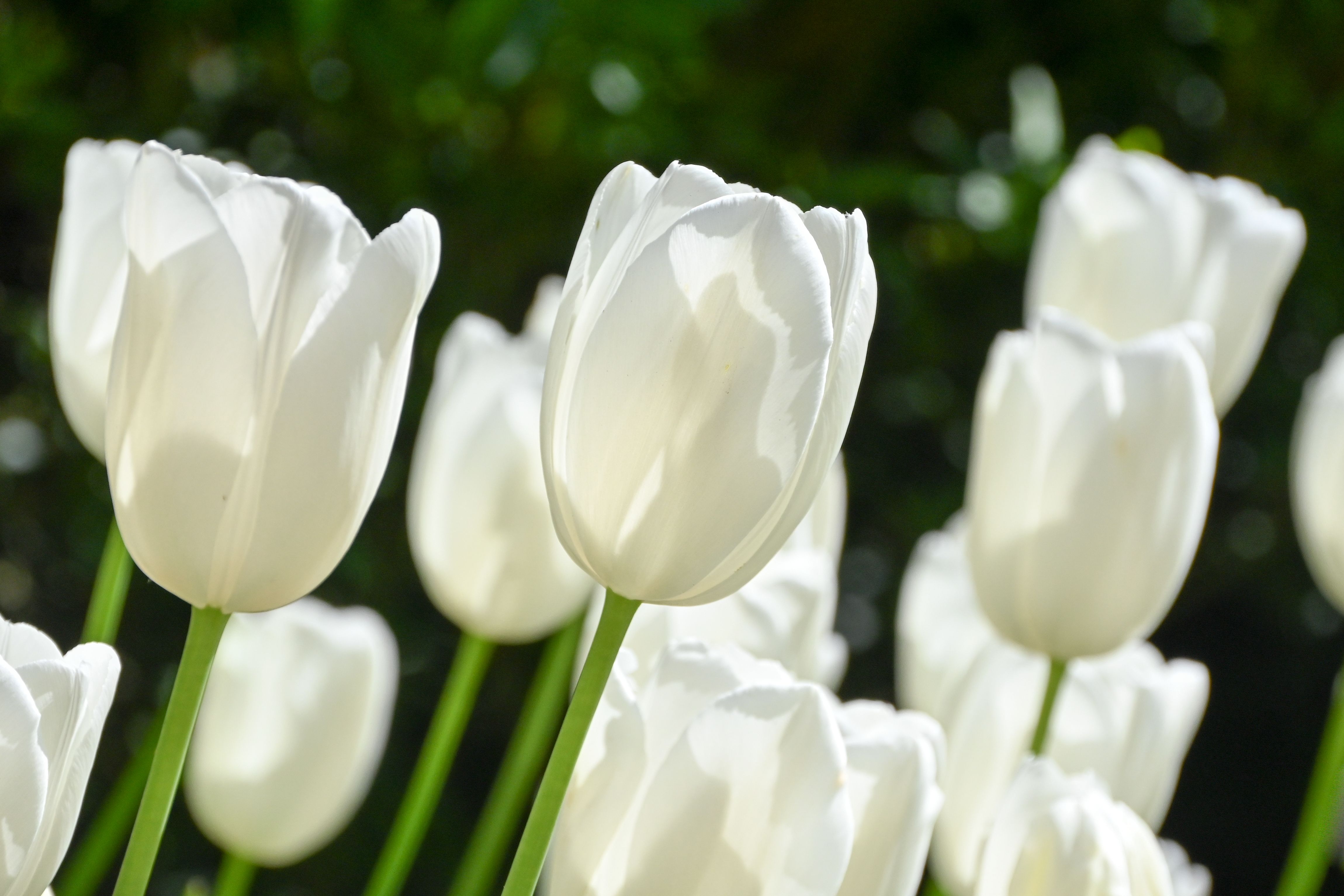 Bunga Tulip Putih Elegan Di Taman Musim Semi Yang Mekar · Foto Stok Gratis