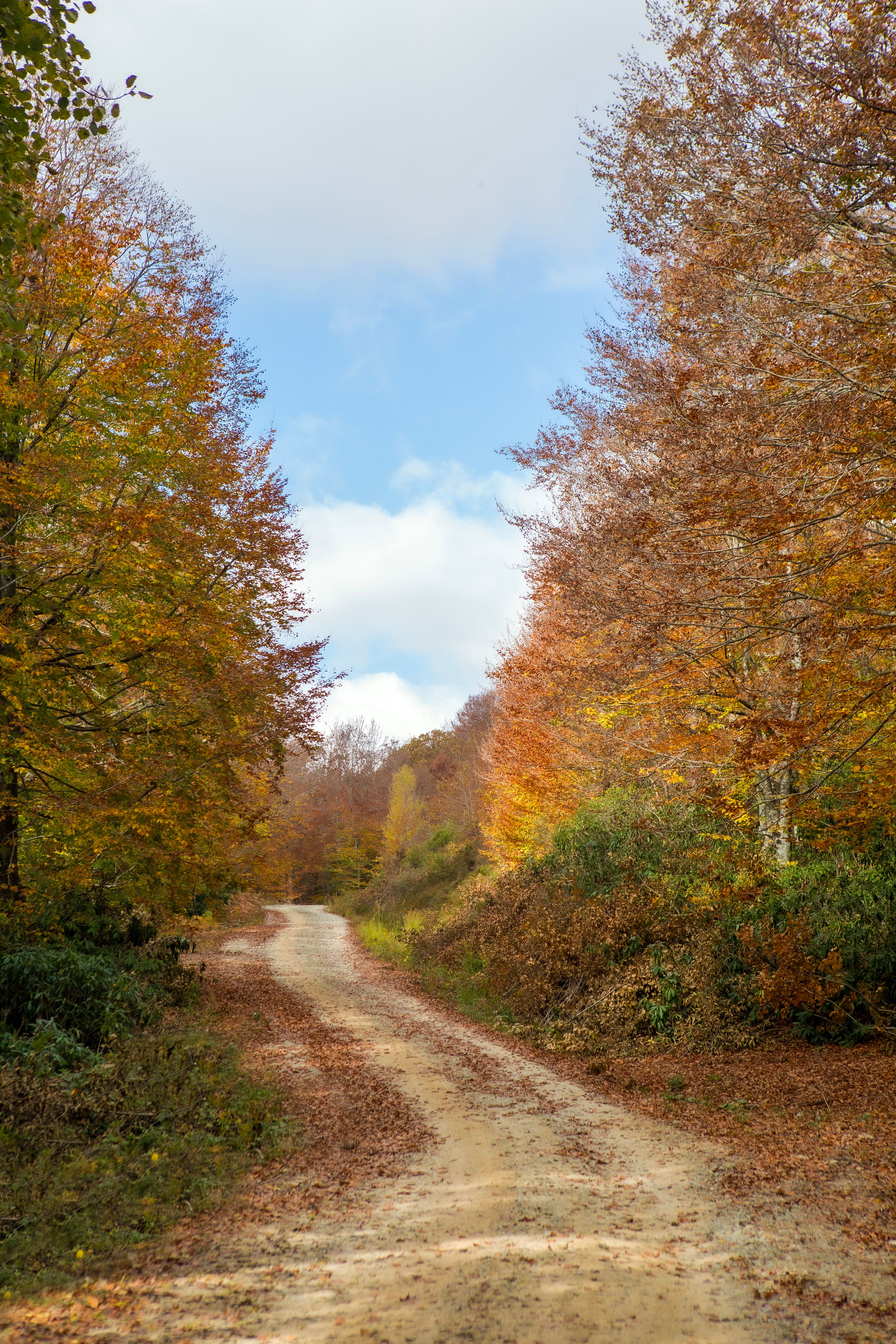 Scenic Autumn Forest Path with Colorful Foliage · Free Stock Photo