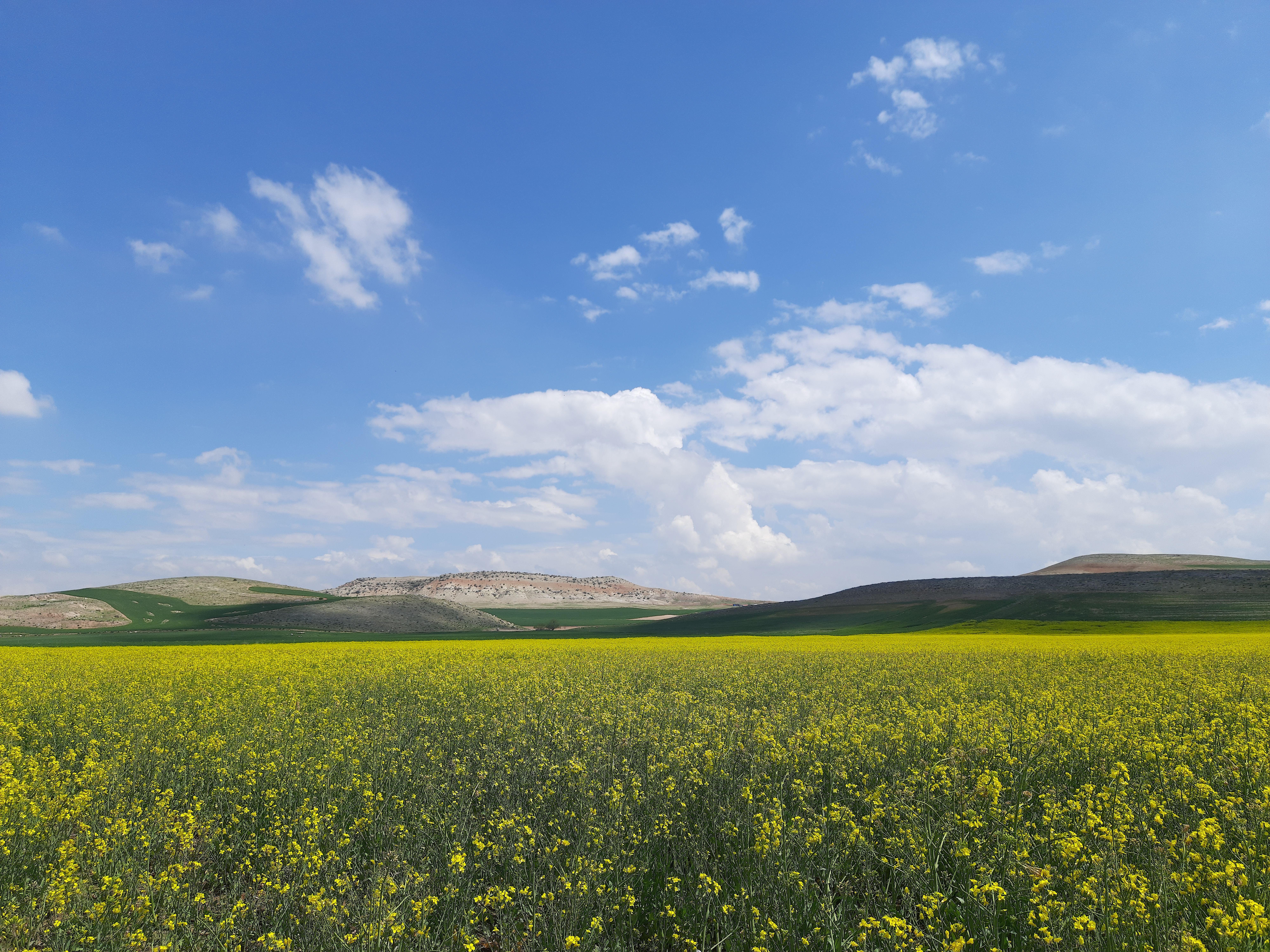 Vast Yellow Canola Field Under Blue Sky · Free Stock Photo