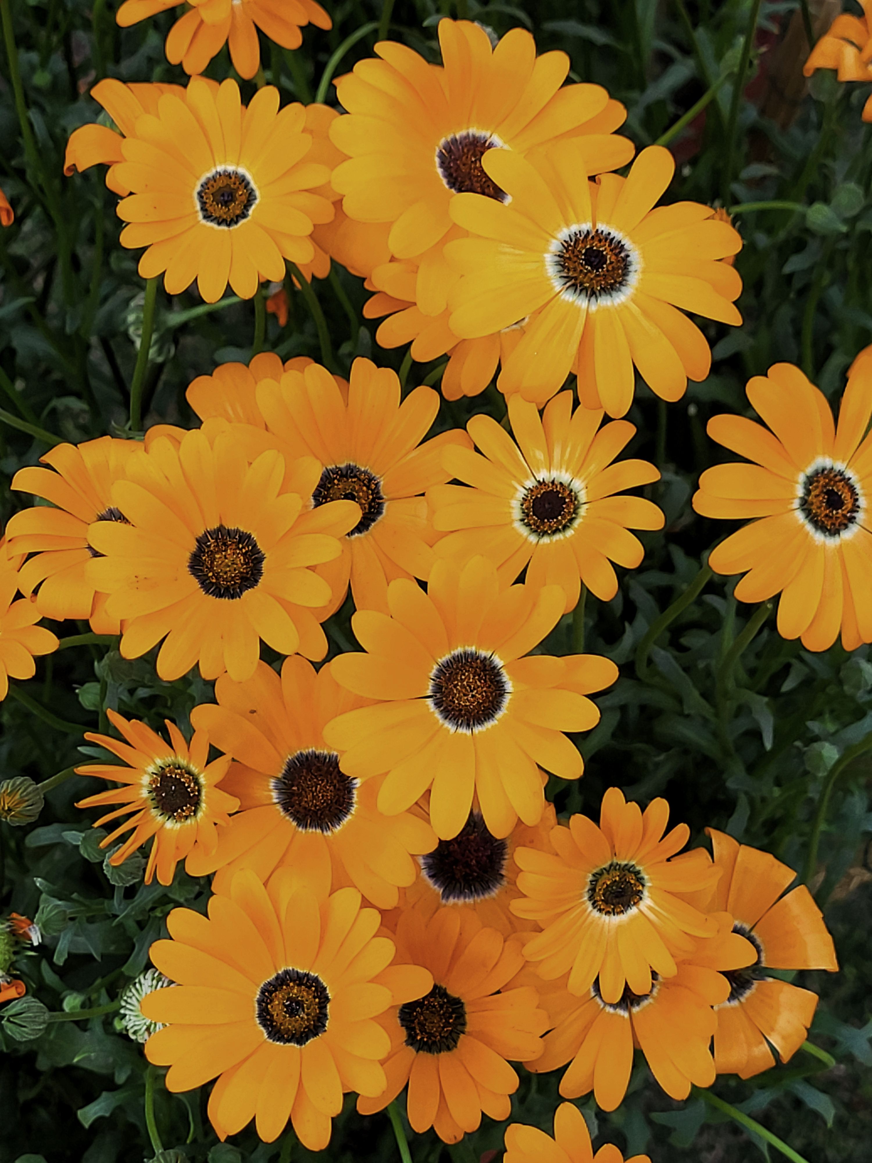 Bright Orange Daisy Flowers in Full Bloom · Free Stock Photo