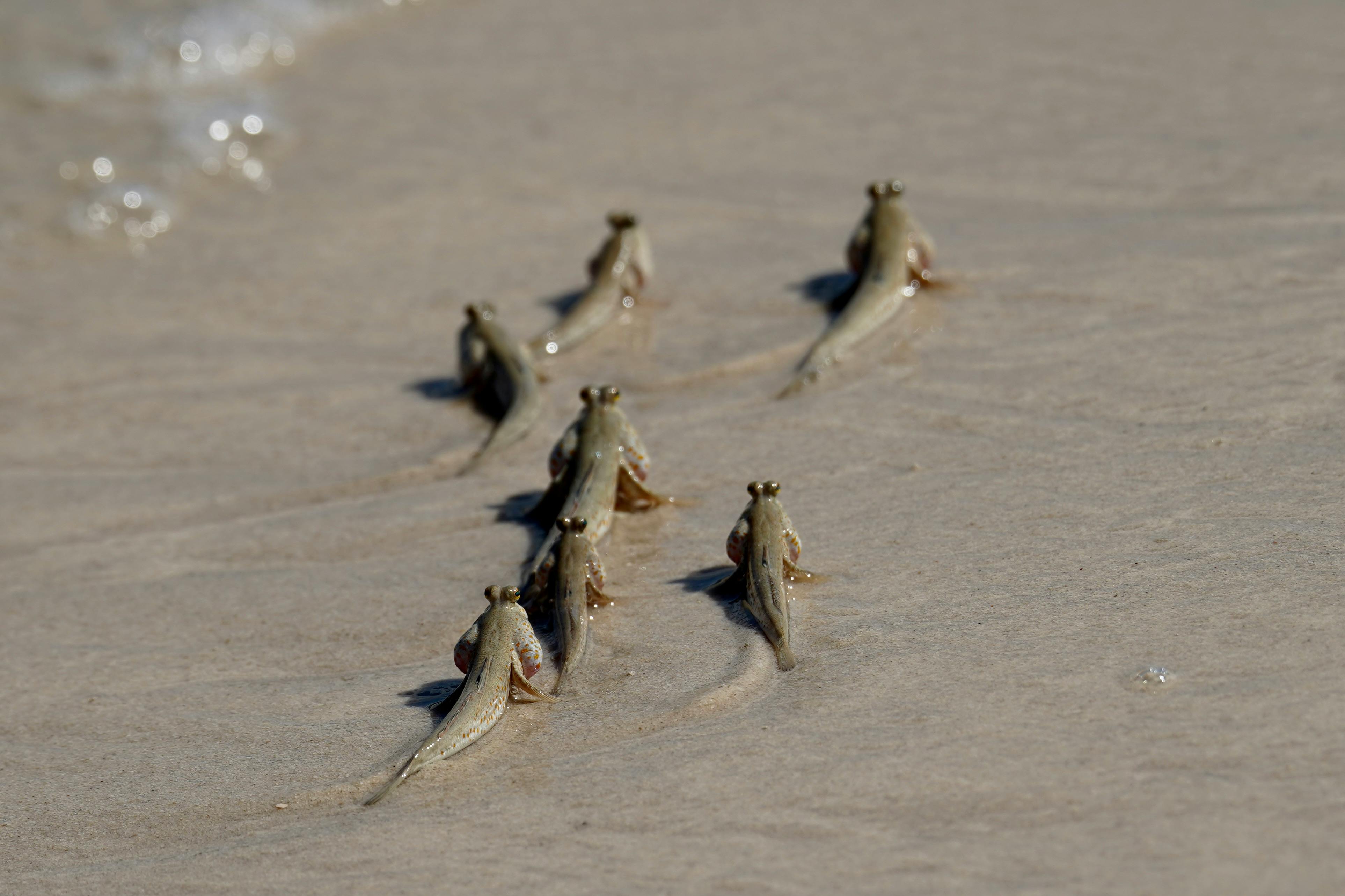 Grupo De Saltarines Del Fango En La Orilla De Una Playa De Arena · Foto ...